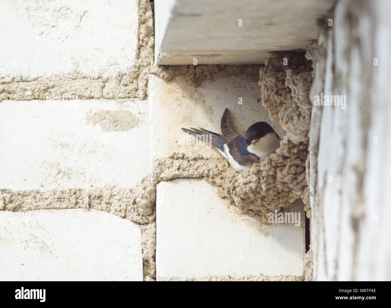 Swallow building nest hi-res stock photography and images - Alamy