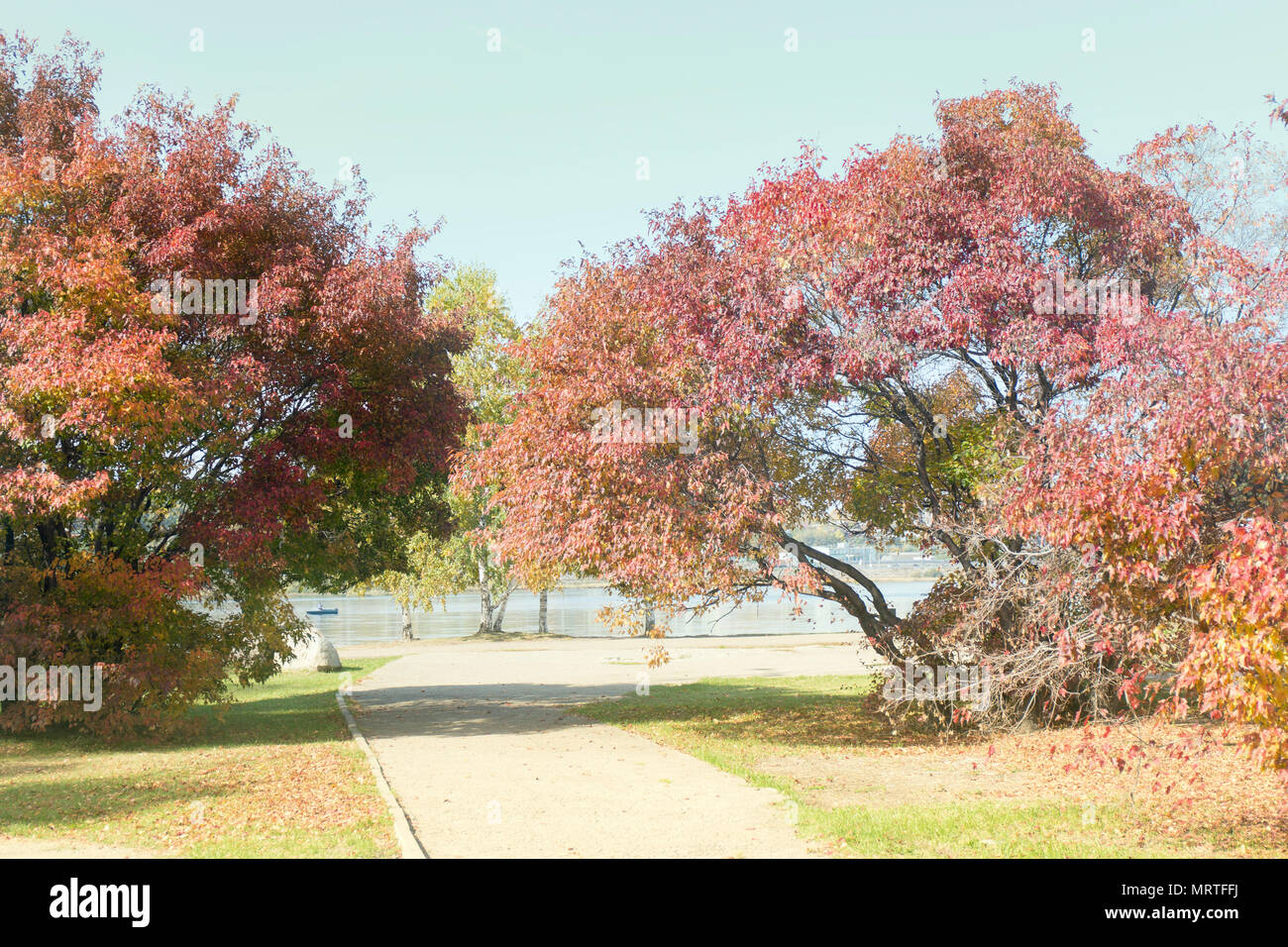 Tree with fall foliage hi-res stock photography and images - Alamy