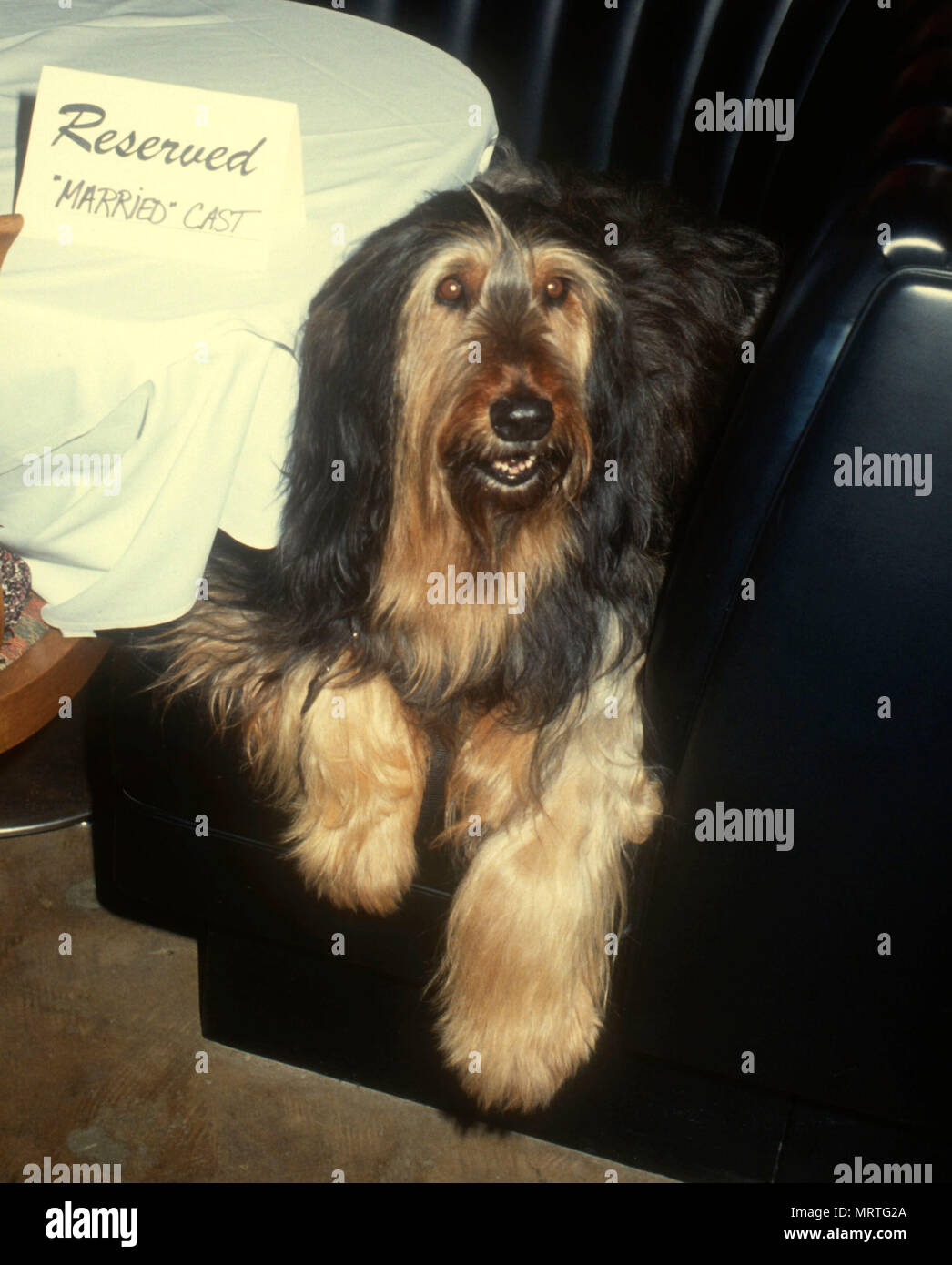 LOS ANGELES, CA - APRIL 15: Buck the Dog, aka Buck Bundy attends ...