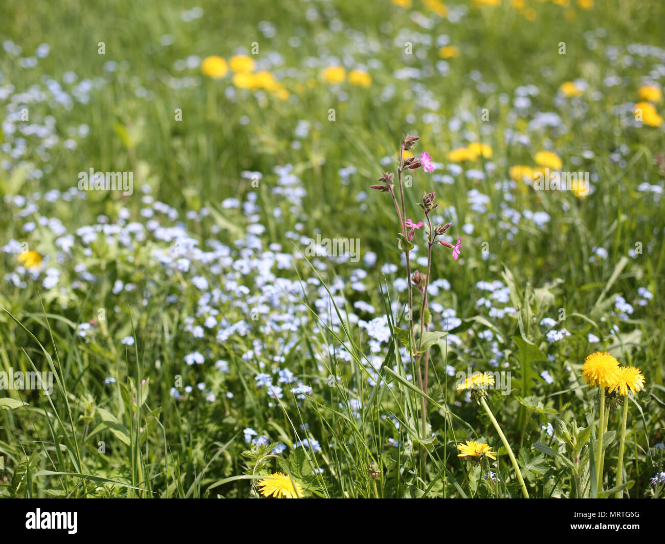 flowering meadow in spring with many flowers Stock Photo - Alamy