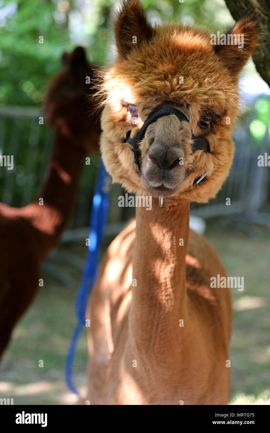 Alpaca is a domesticated species of South American camelid, similar to ...