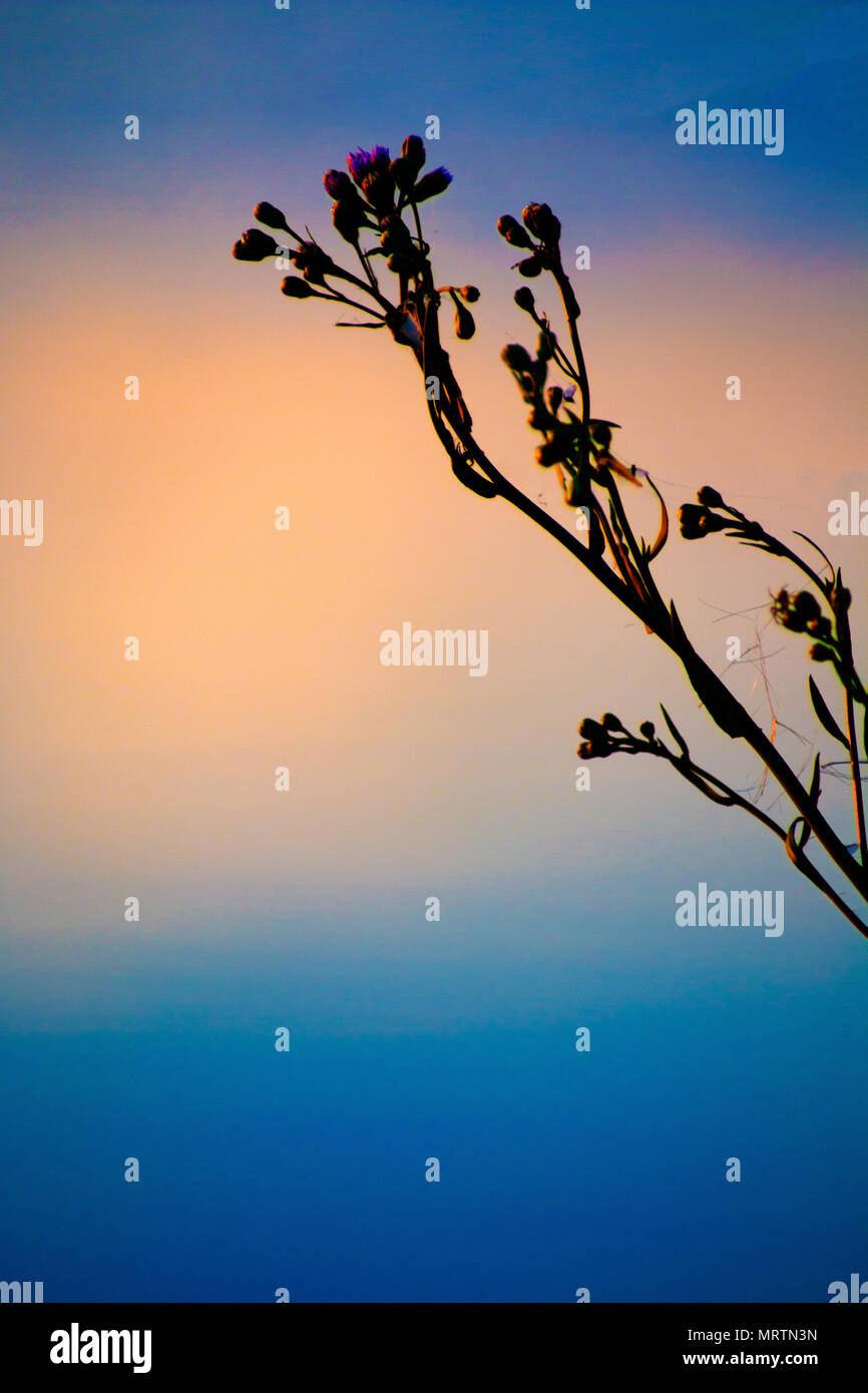 Back lit plants on the Cliffe RSPB nature reserve just outside ...
