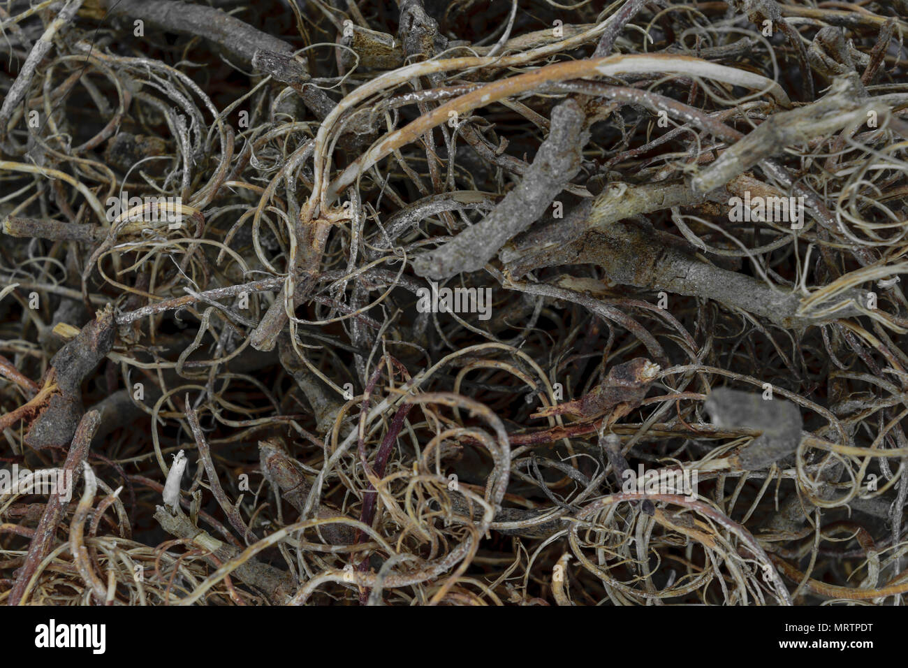 Matted roots hi-res stock photography and images - Alamy
