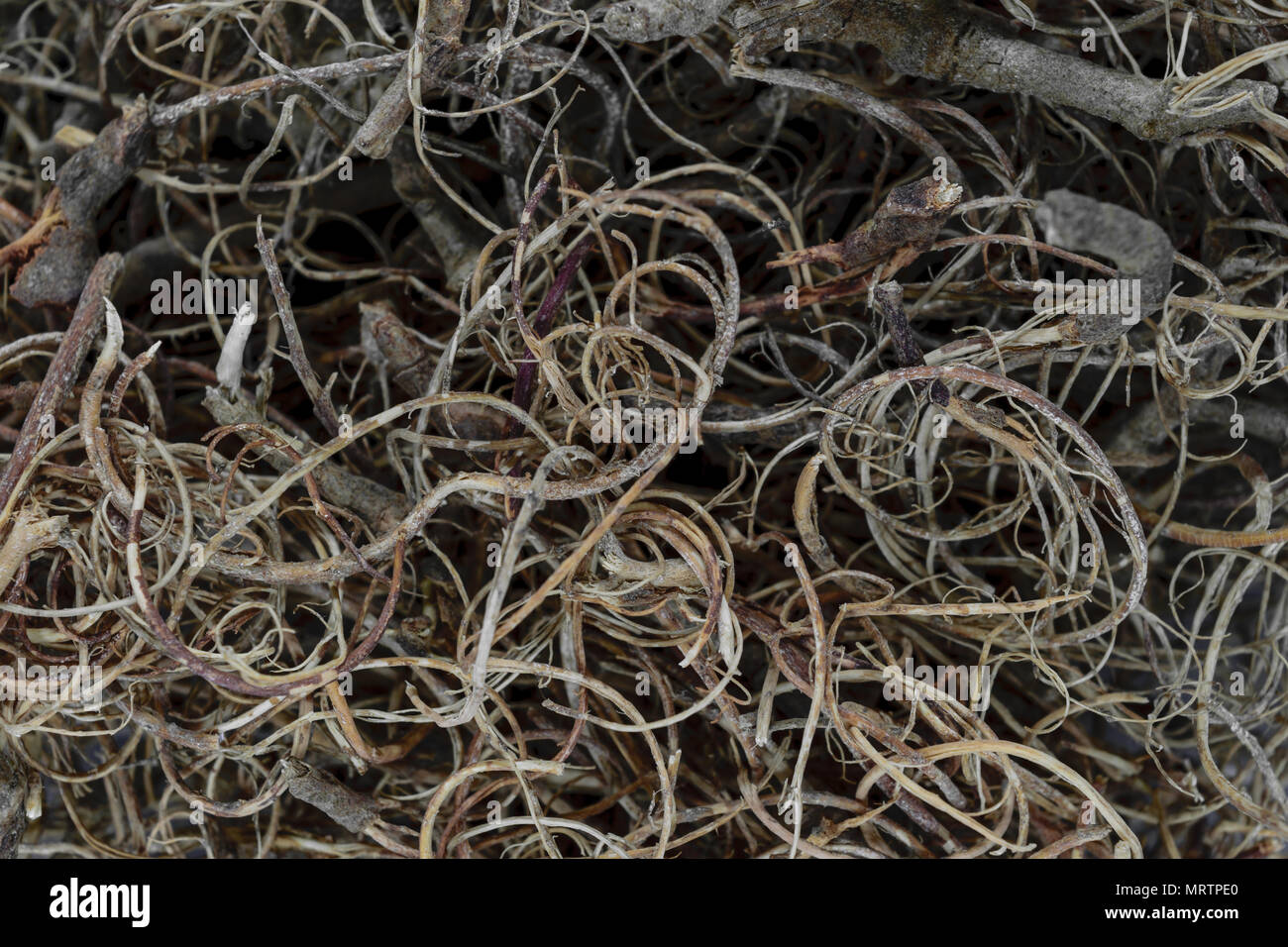 Dense and tangled brown roots macro background surface Stock Photo - Alamy