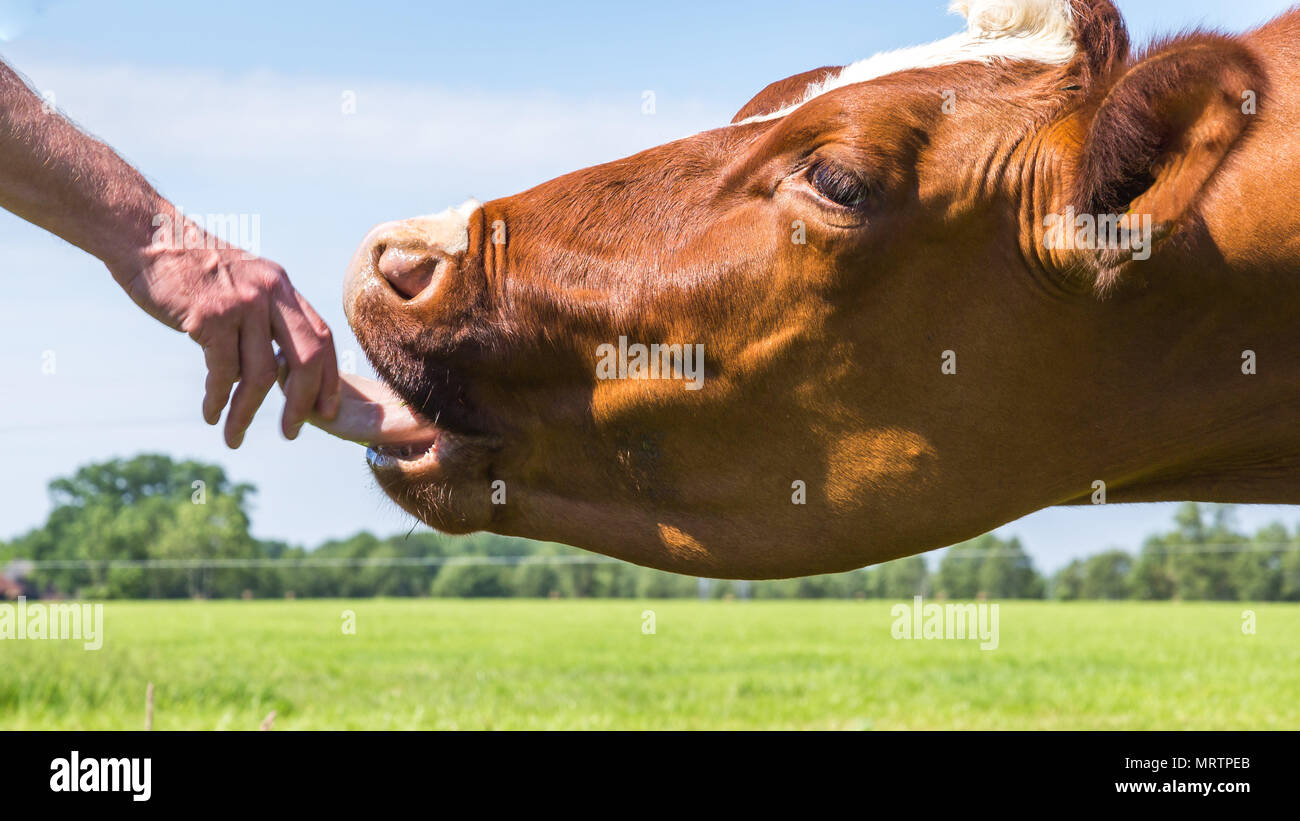Hand feeding cow hi-res stock photography and images - Alamy