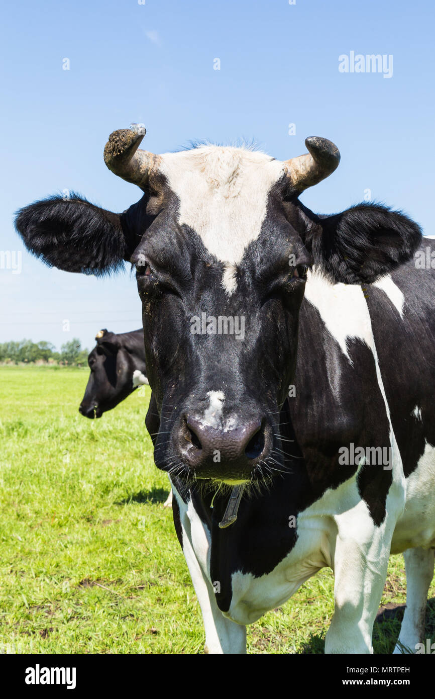 Black cows face hi-res stock photography and images - Alamy