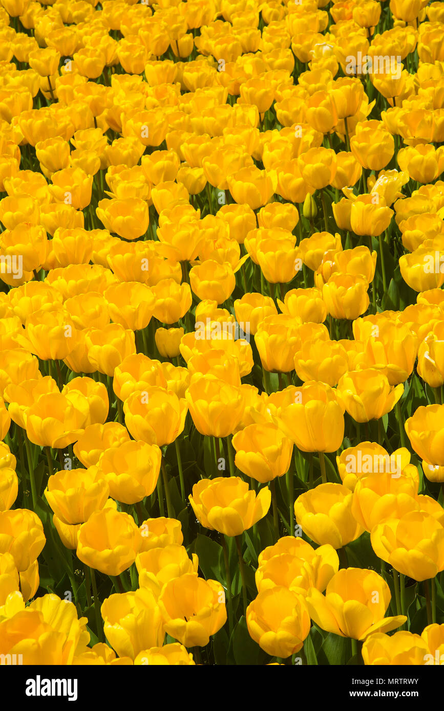 Tulipanes españa hi-res stock photography and images - Alamy