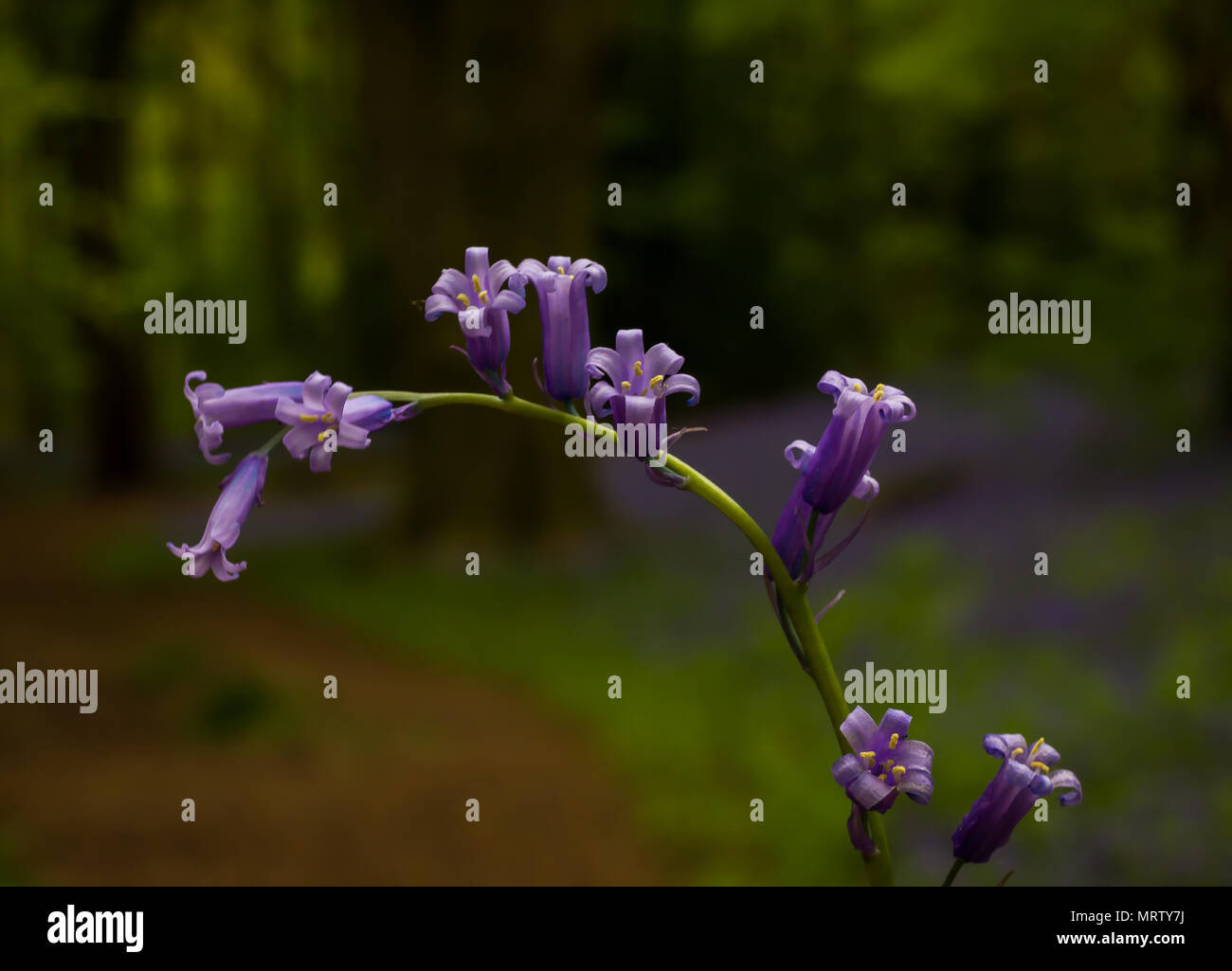 British native bluebells hi-res stock photography and images - Alamy
