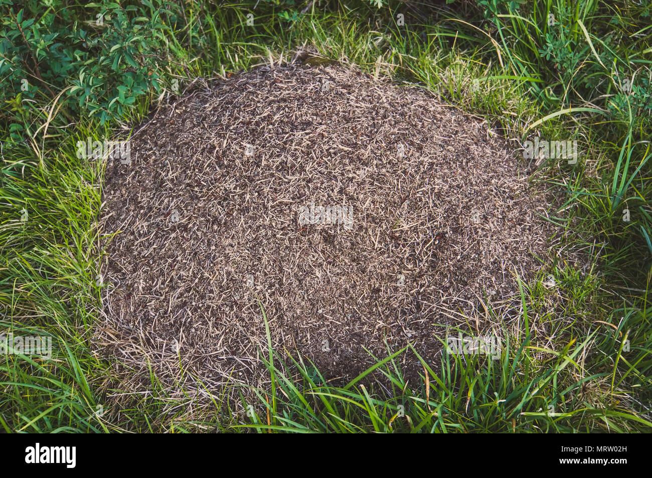 Anthill in the forest hi-res stock photography and images - Alamy