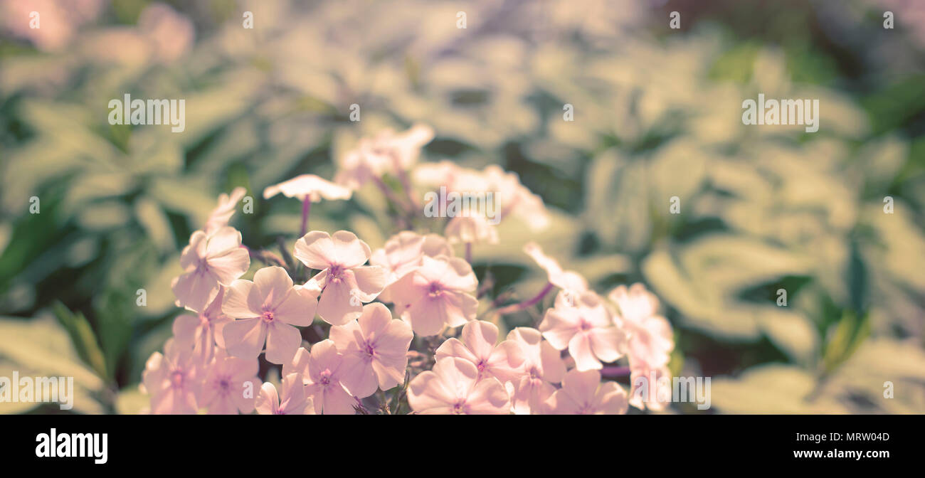 Pink Flower Headers Tumblr