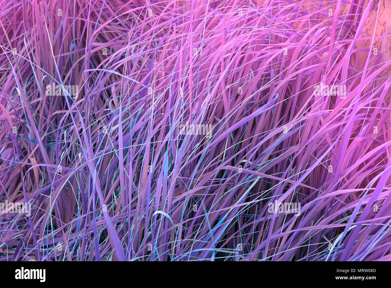 Surrealism natural background grass texture color ultraviolet ...