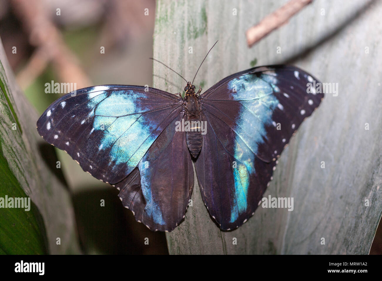 Blue morpho (Morpho peleides Stock Photo - Alamy