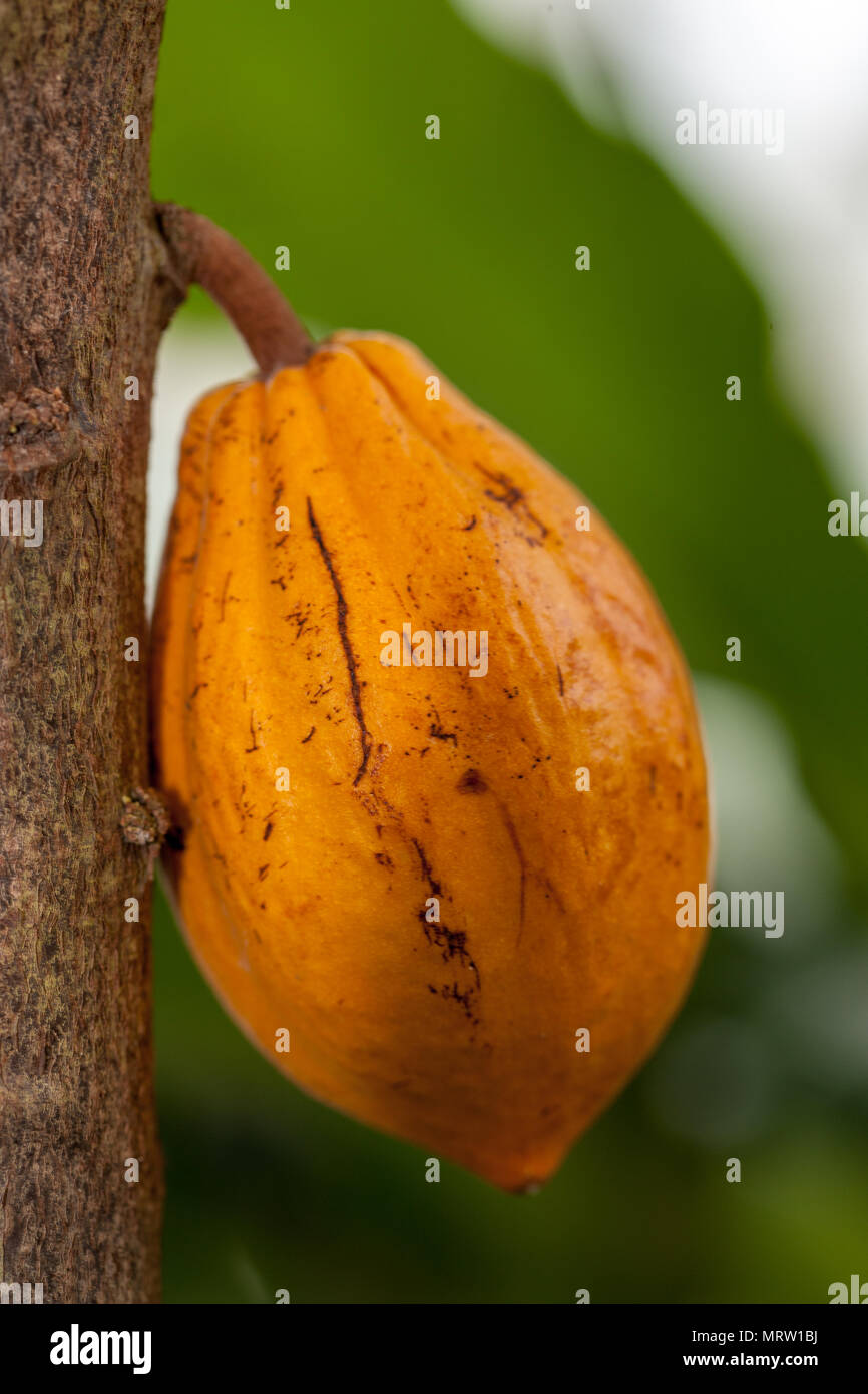 Cacao family hi-res stock photography and images - Alamy
