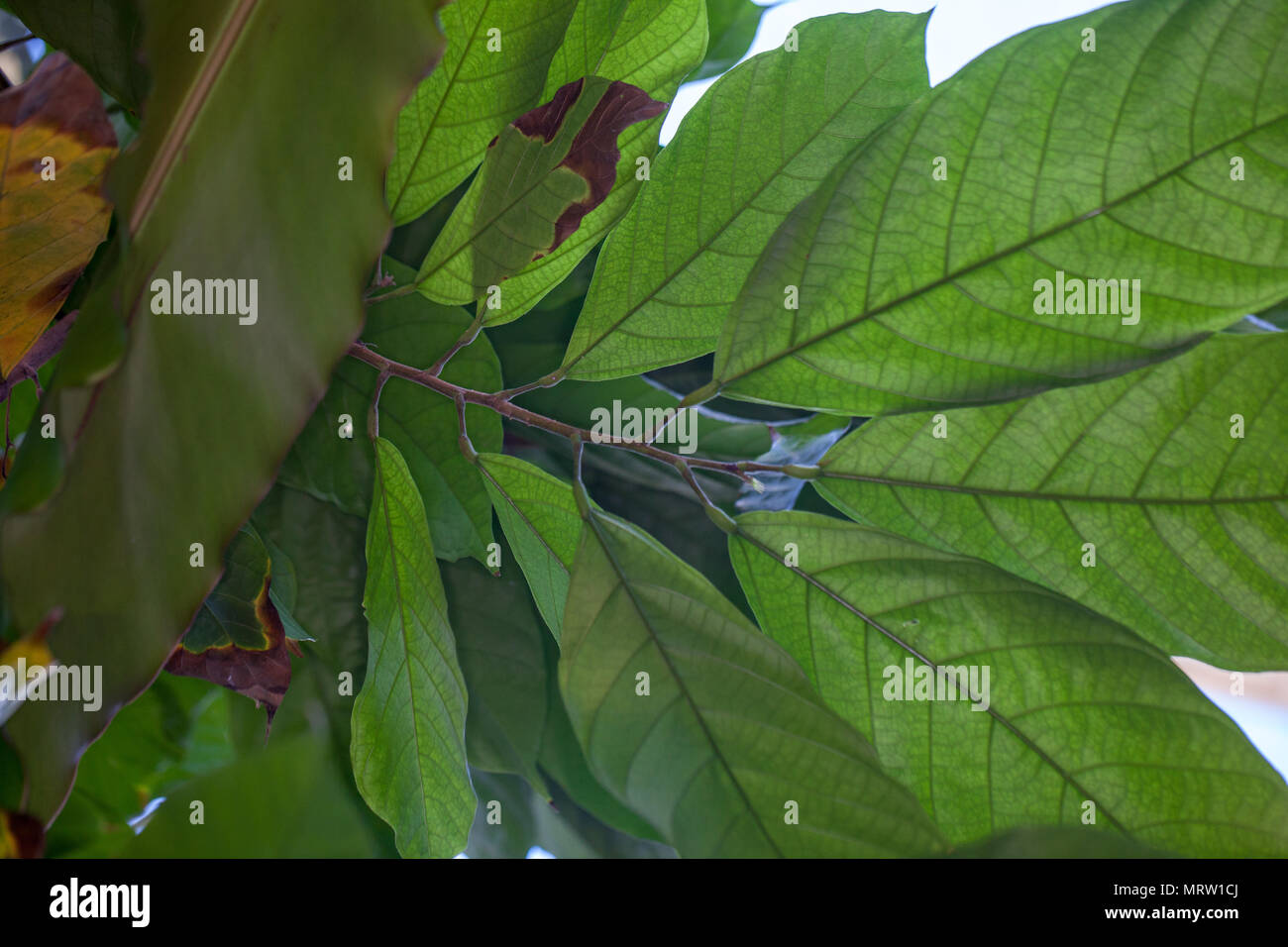 Cacao family hi-res stock photography and images - Alamy
