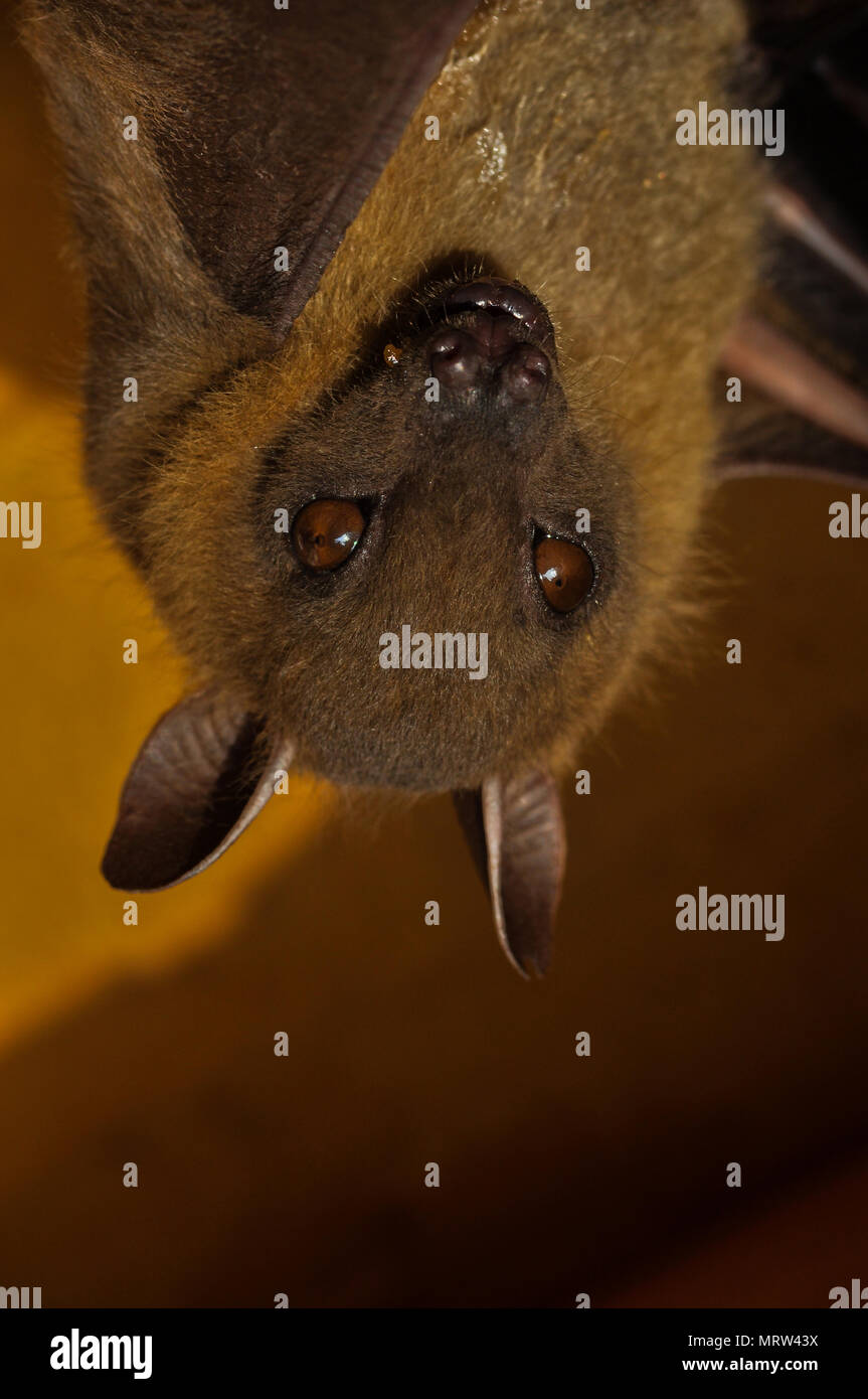 Indian Fruit Bats (Pteropus giganteus) Noida, Uttar Pradesh, India ...