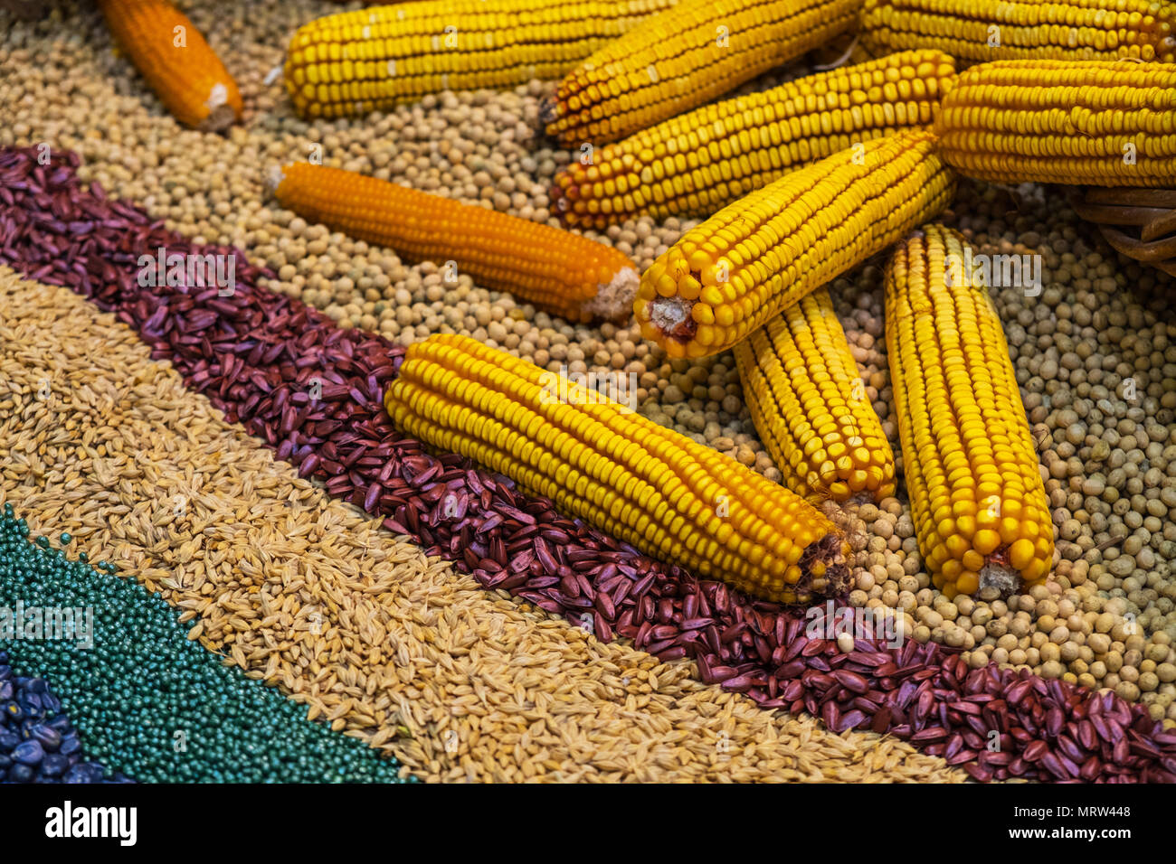 Maize seed hi-res stock photography and images - Alamy