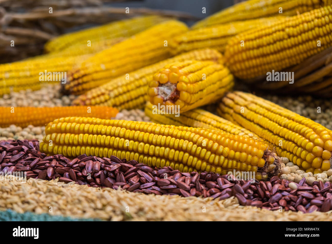 Maize Seed Stock Photos & Maize Seed Stock Images - Alamy