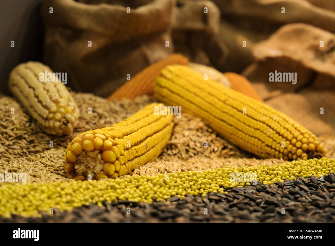 Maize seed hi-res stock photography and images - Alamy