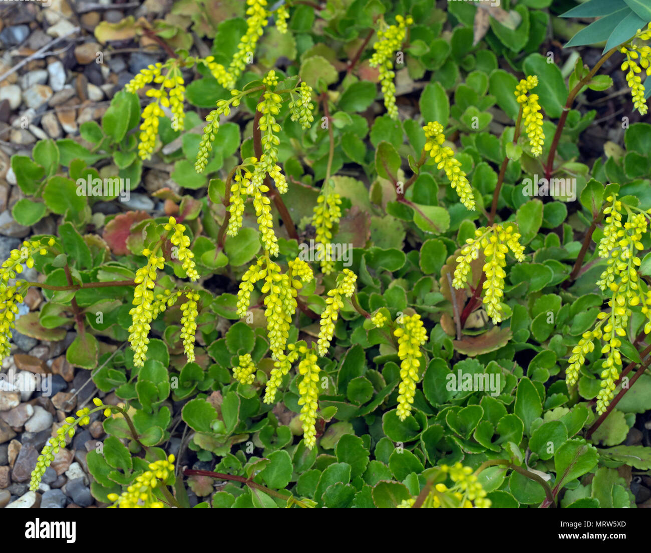 Lamb's-tail Umbilicus oppositifolius Norfolk May Stock Photo - Alamy
