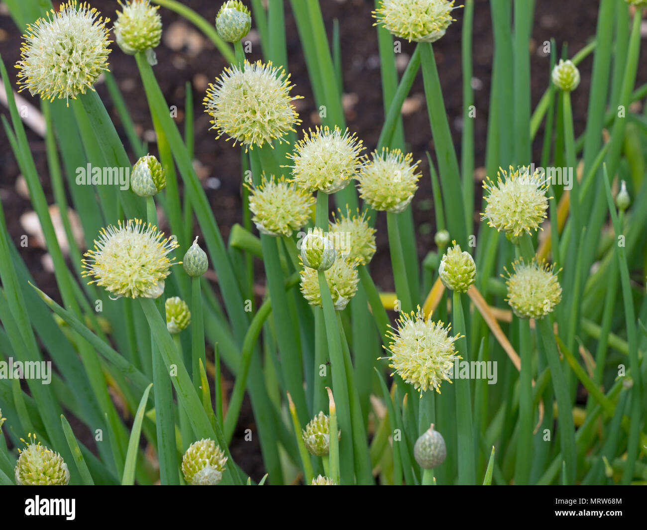 Welsh insects hi-res stock photography and images - Alamy