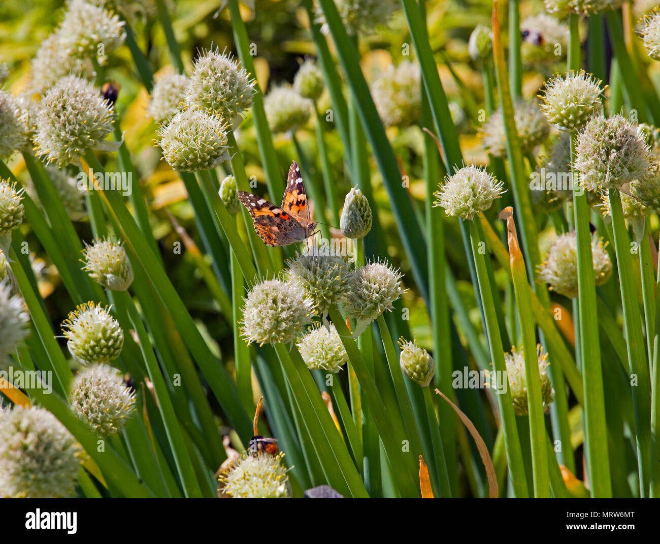 Welsh insects hi-res stock photography and images - Alamy