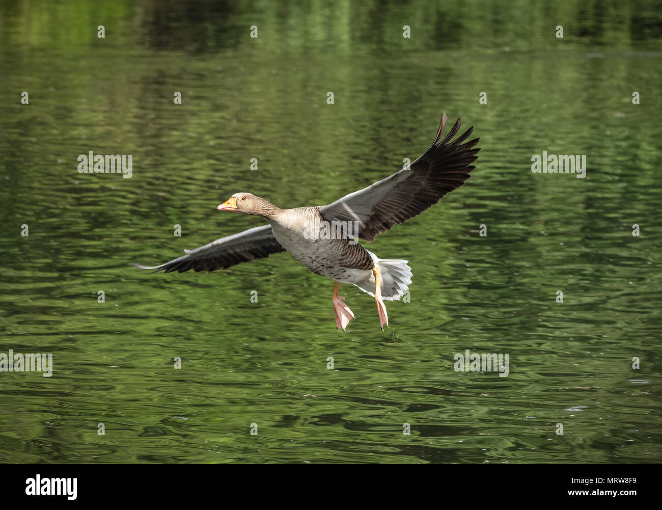 Grey Lag Goose in flight Stock Photo - Alamy
