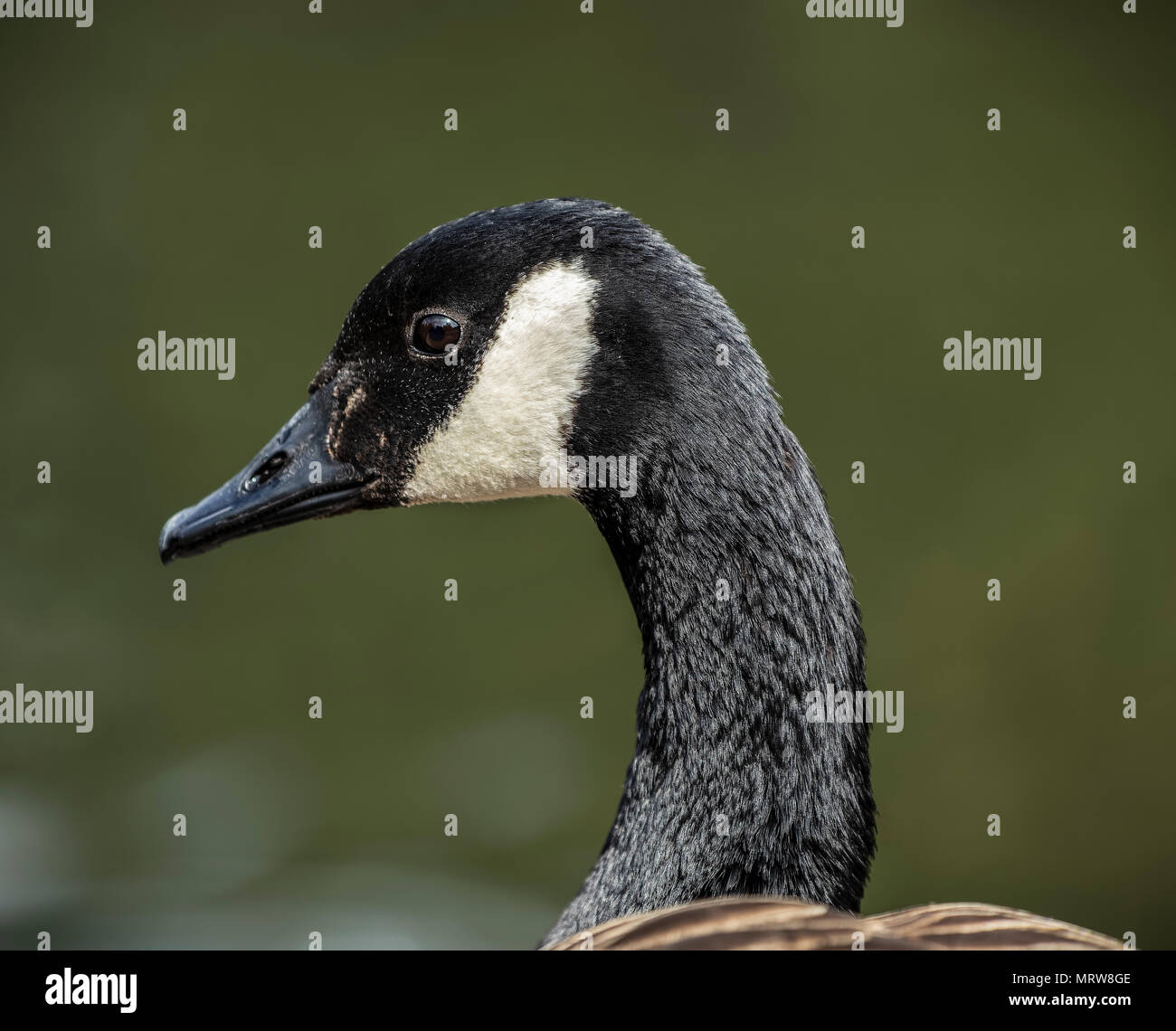 Portrait canada goose hi-res stock photography and images - Alamy