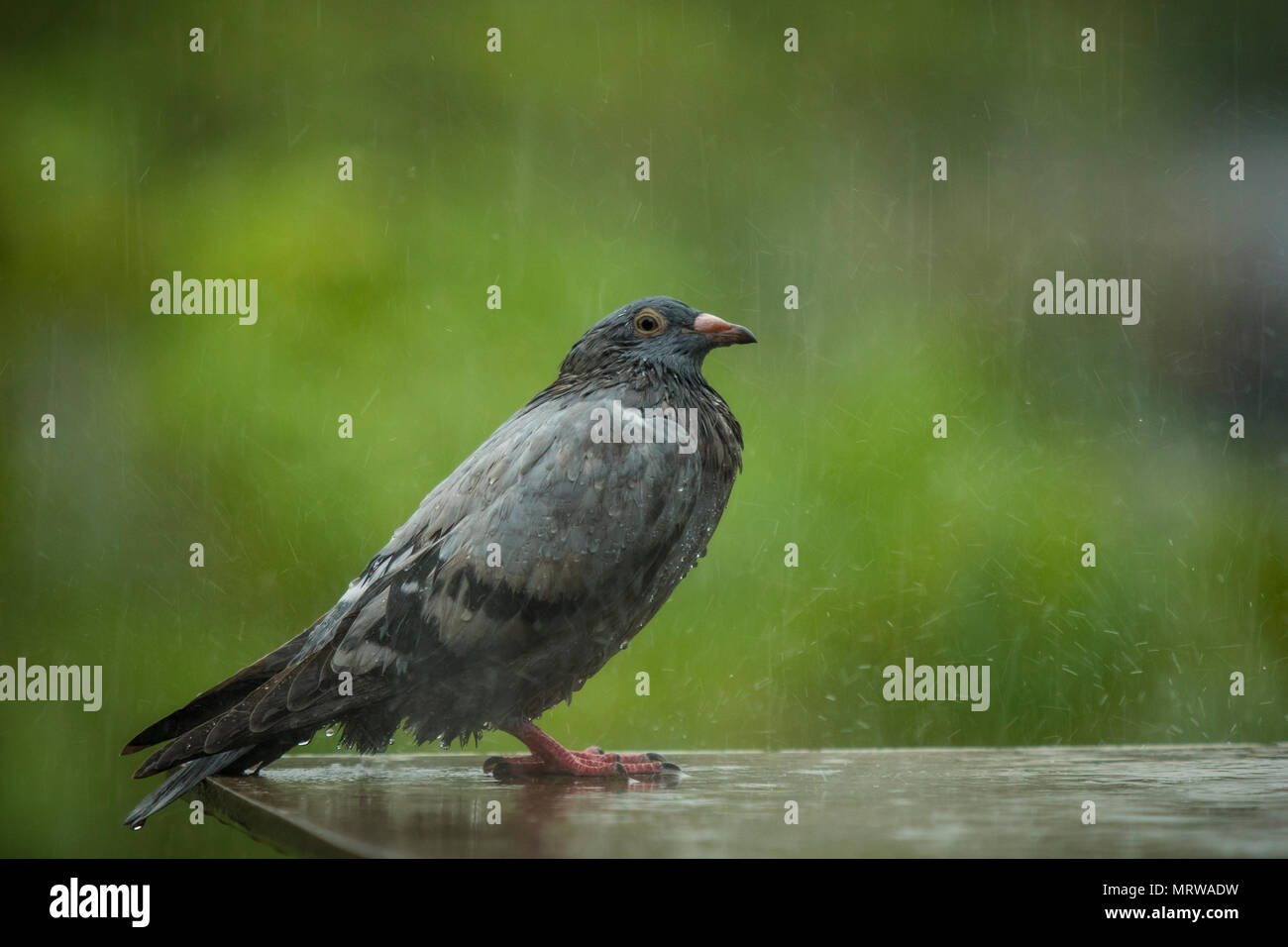 pigeon bird standing on home loft while rain drop weather Stock Photo ...