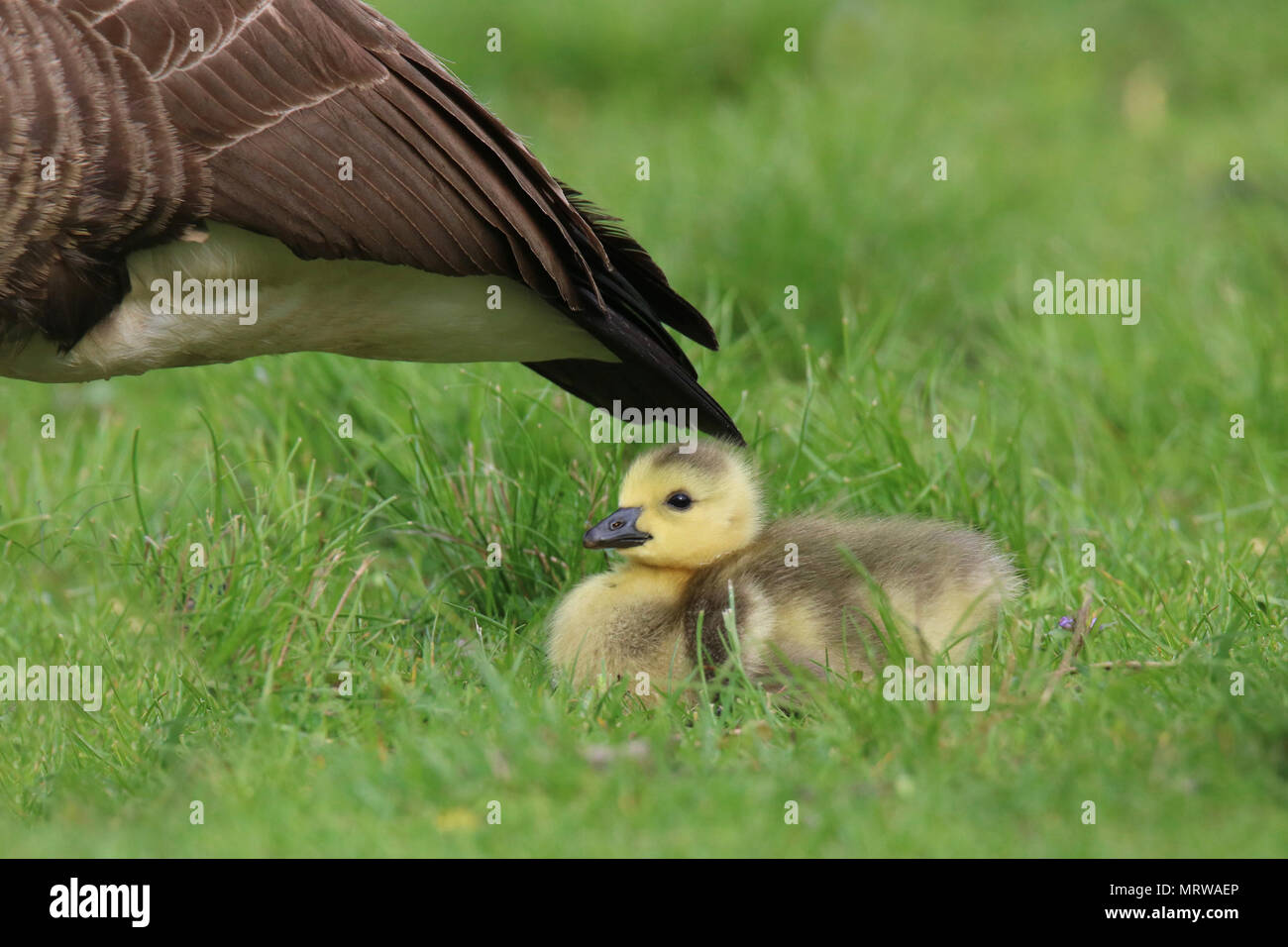Canada goose tail feathers hi-res stock photography and images - Alamy