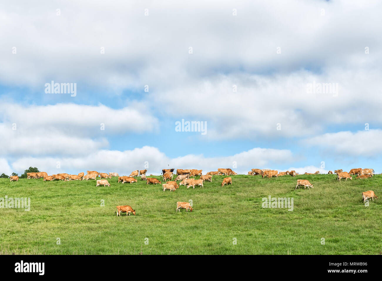 A farm landscape with cows on the P317-road between Underberg and ...
