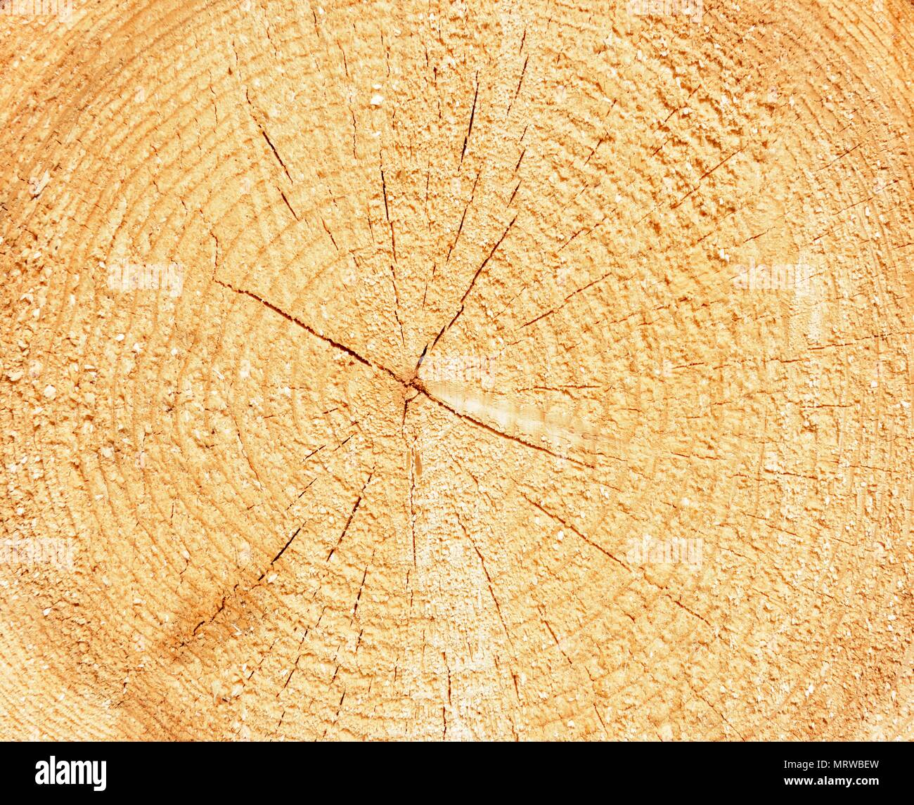 Log, cross section with annual rings, spruce (Picea abies), Upper ...