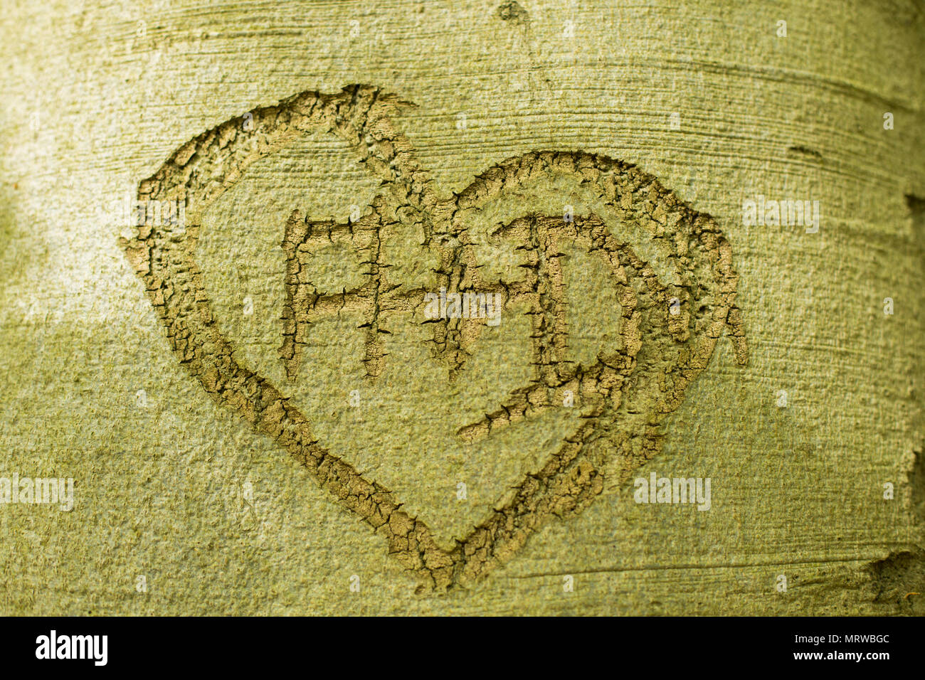 Carved into tree bark hi-res stock photography and images - Alamy