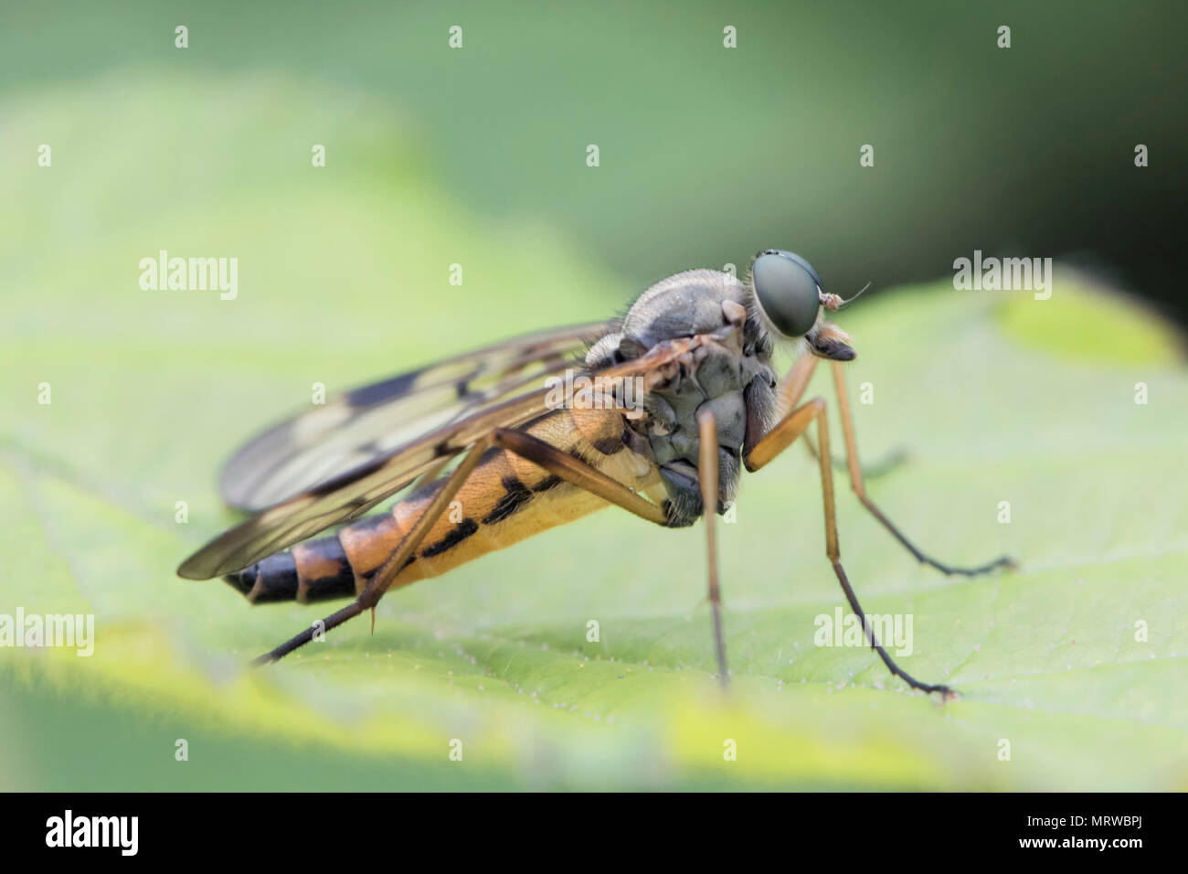 Rhagio sp hi-res stock photography and images - Alamy