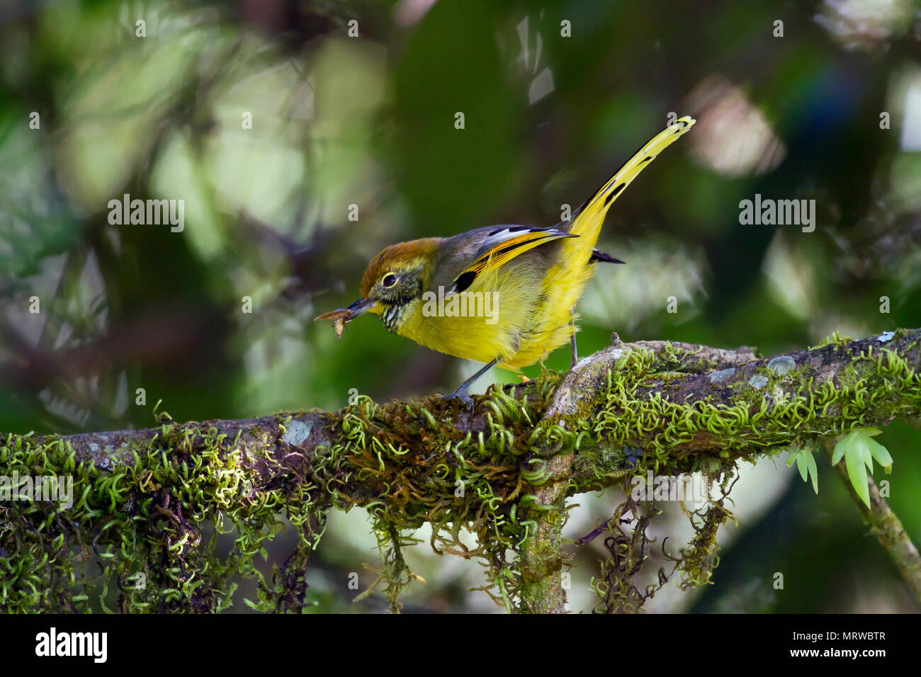 Minla strigula hi-res stock photography and images - Alamy