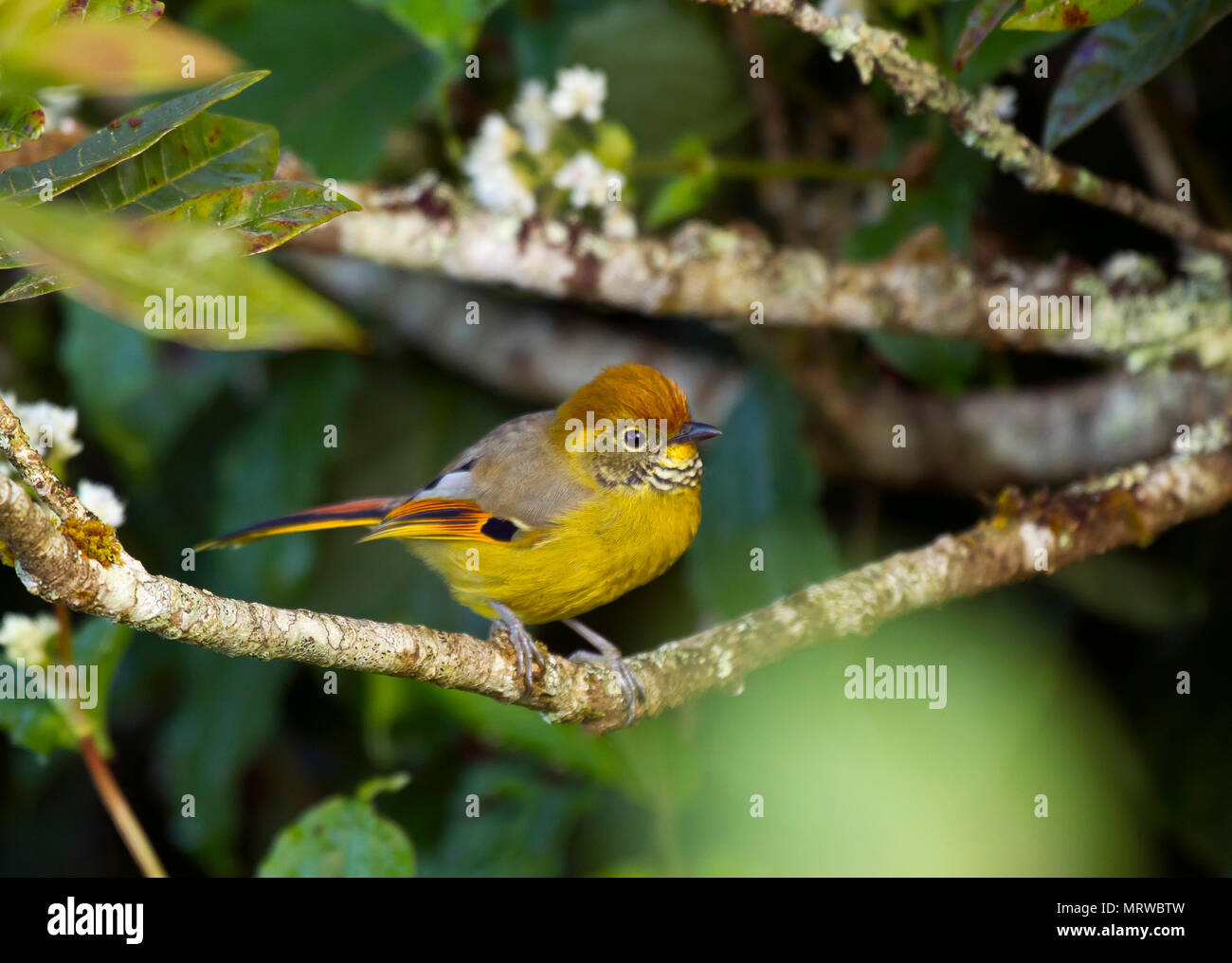 Chestnut tailed hi-res stock photography and images - Alamy