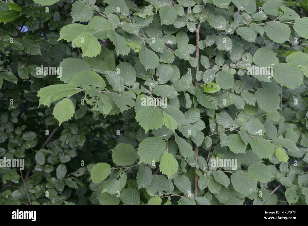 Plants and Leafs of Trees and Bushes Stock Photo - Alamy