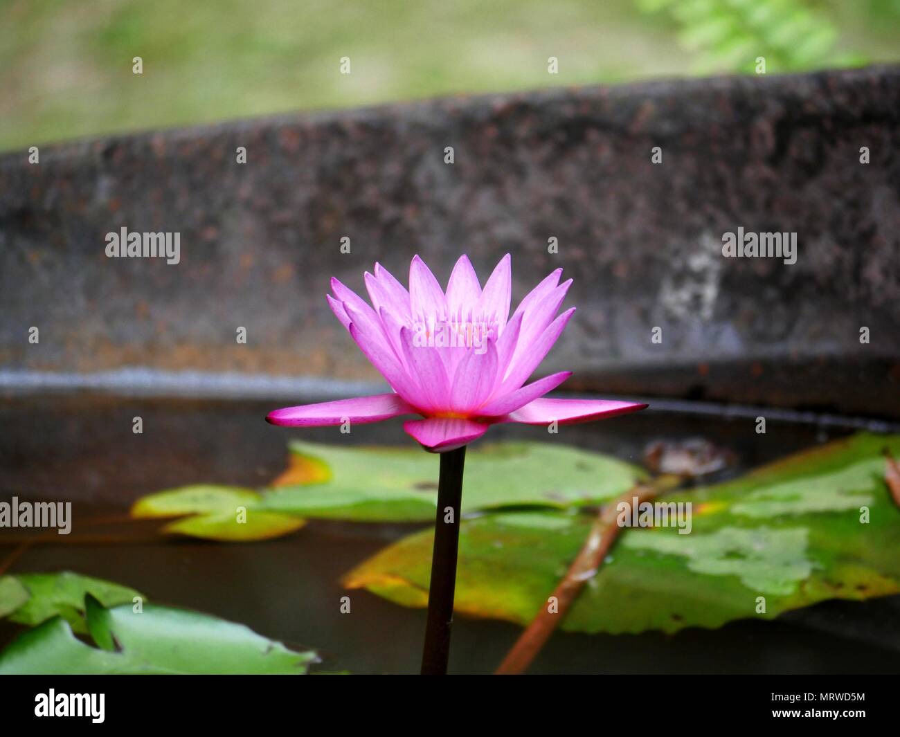 A single water lily in full bloom at a pond, with background of blurred ...