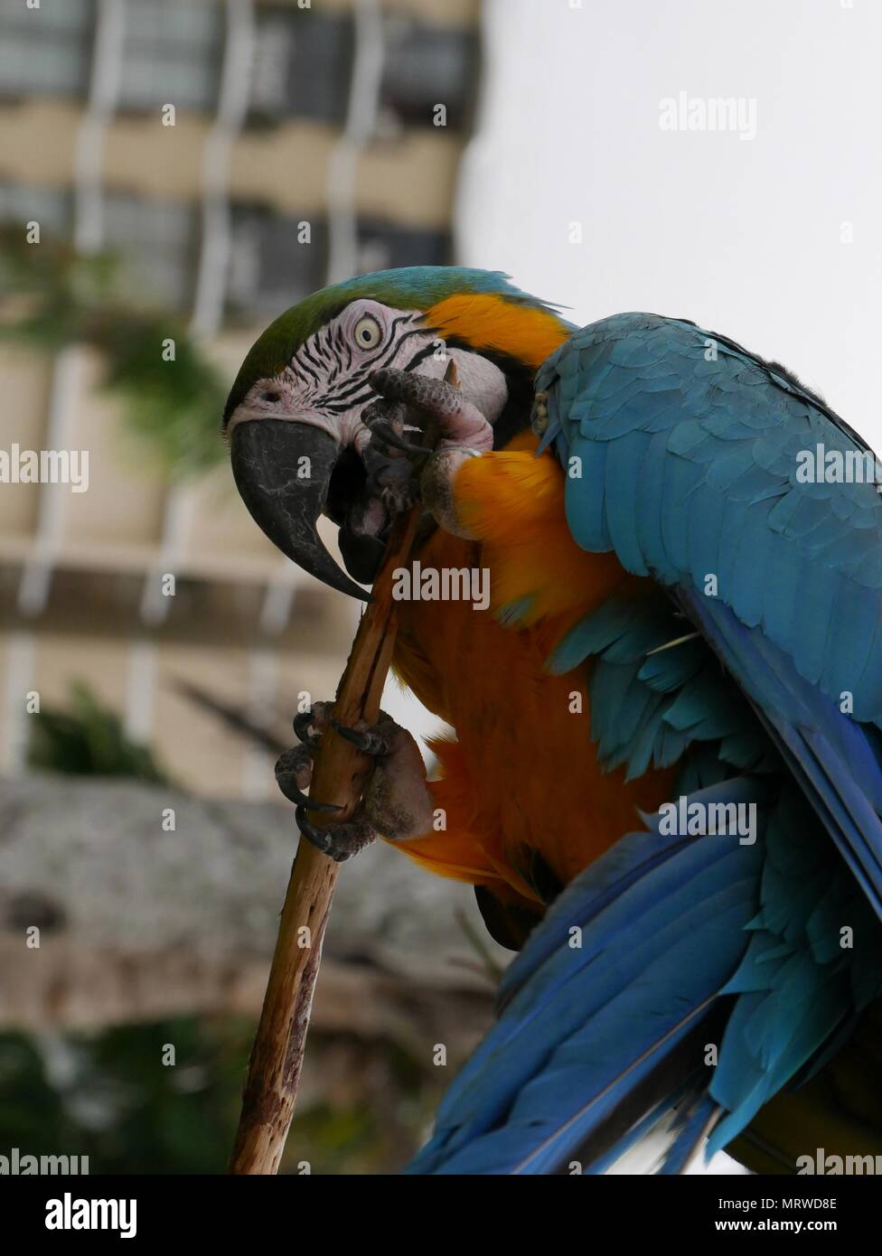 Grasping animal hi-res stock photography and images - Alamy