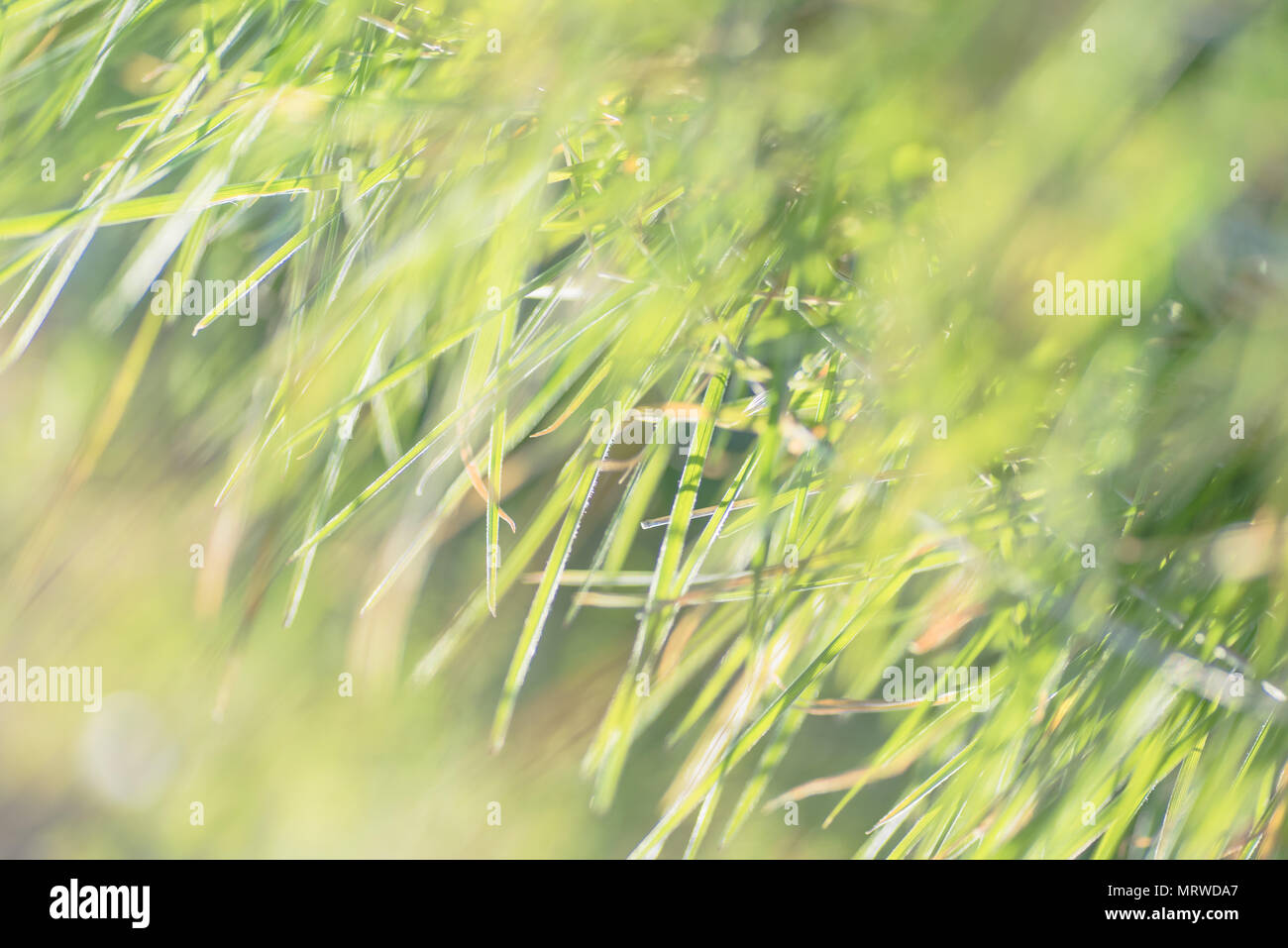 Floral Background - Grass Stalks Stock Photo - Alamy