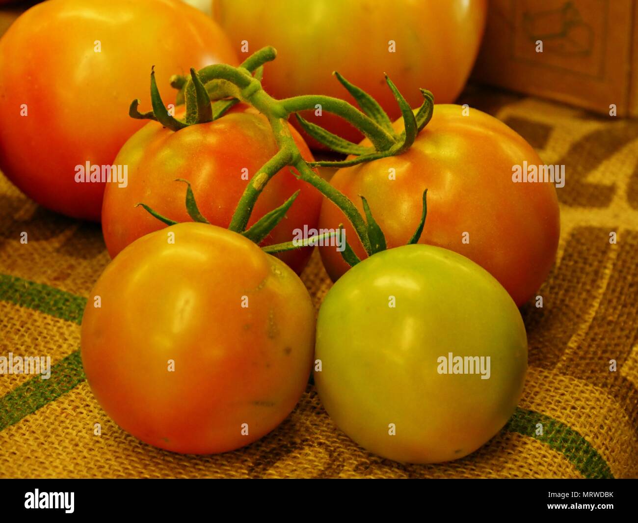 Four big ripe and green tomatoes held in one stem Stock Photo - Alamy