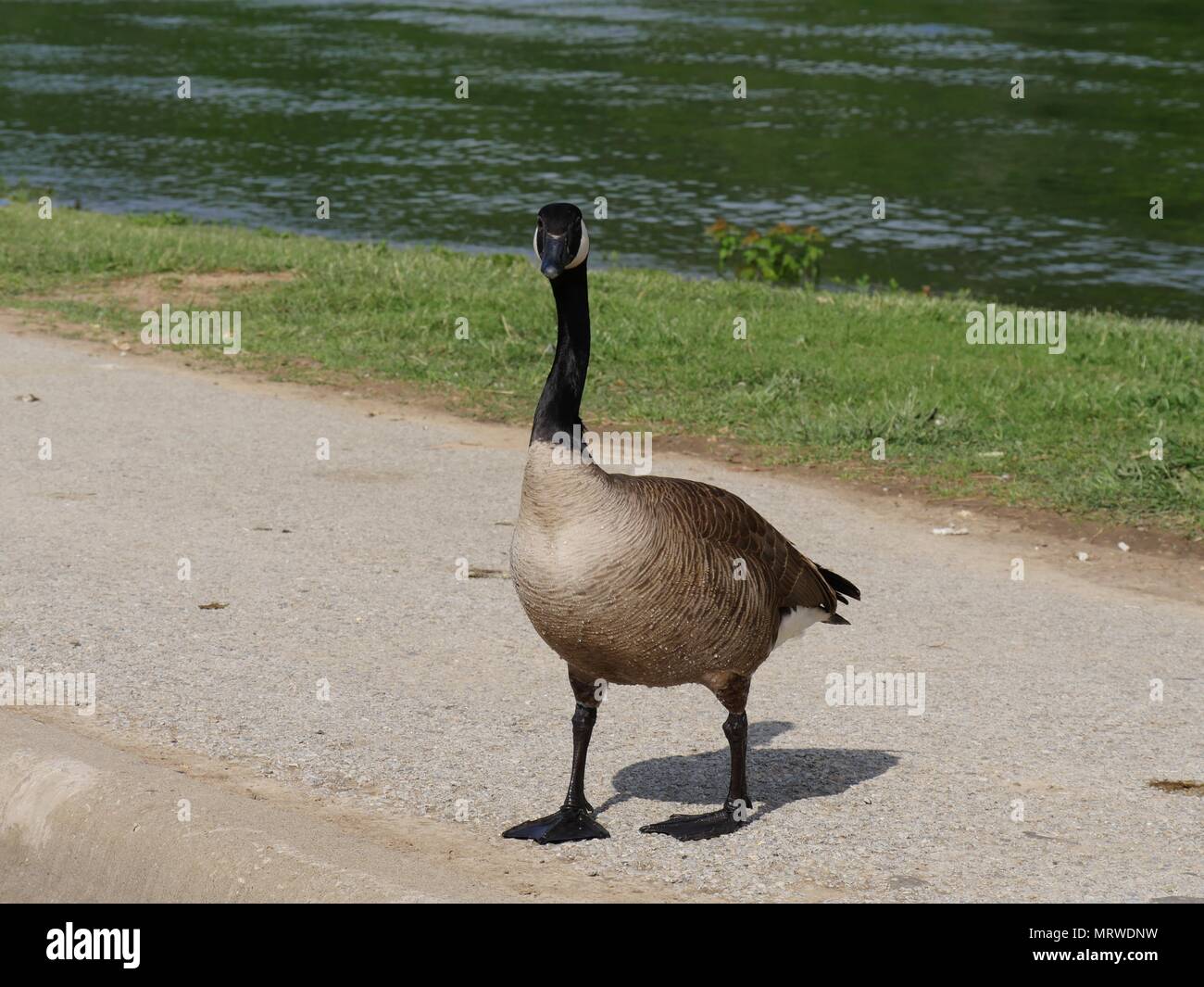 Goose facing camera hi-res stock photography and images - Alamy