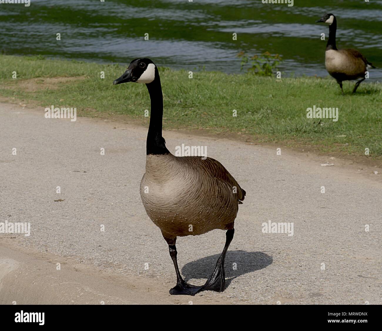 Geese eating bread hi-res stock photography and images - Alamy