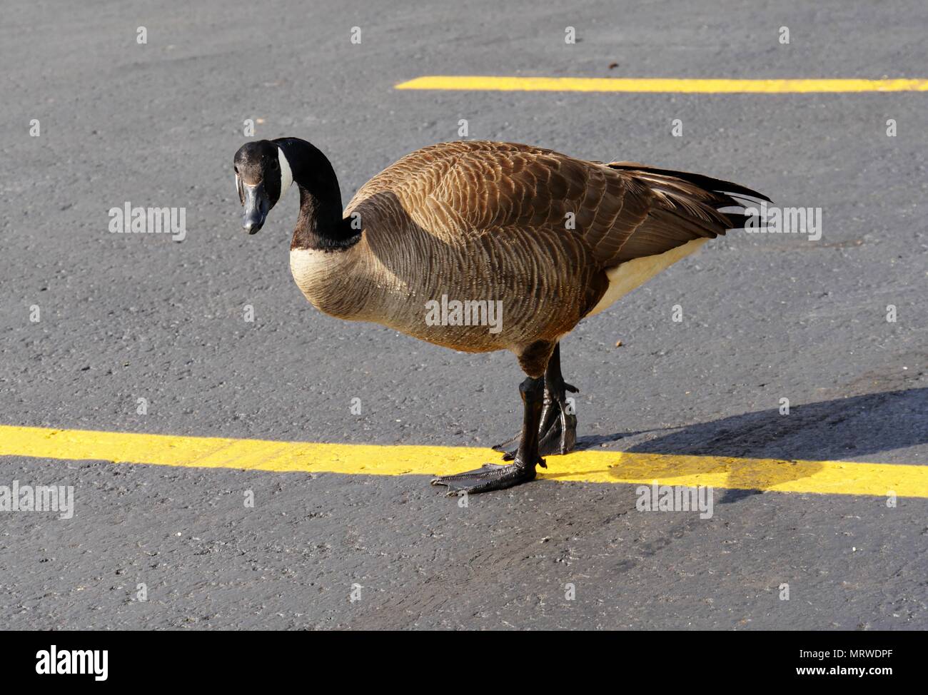 A gray goose walks in the parking lot looking for food from visitors ...