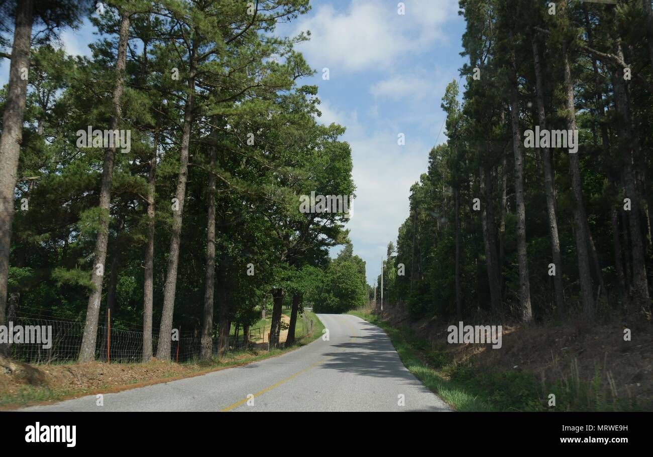 Scenic drive in a paved road through tall trees and green forests ...