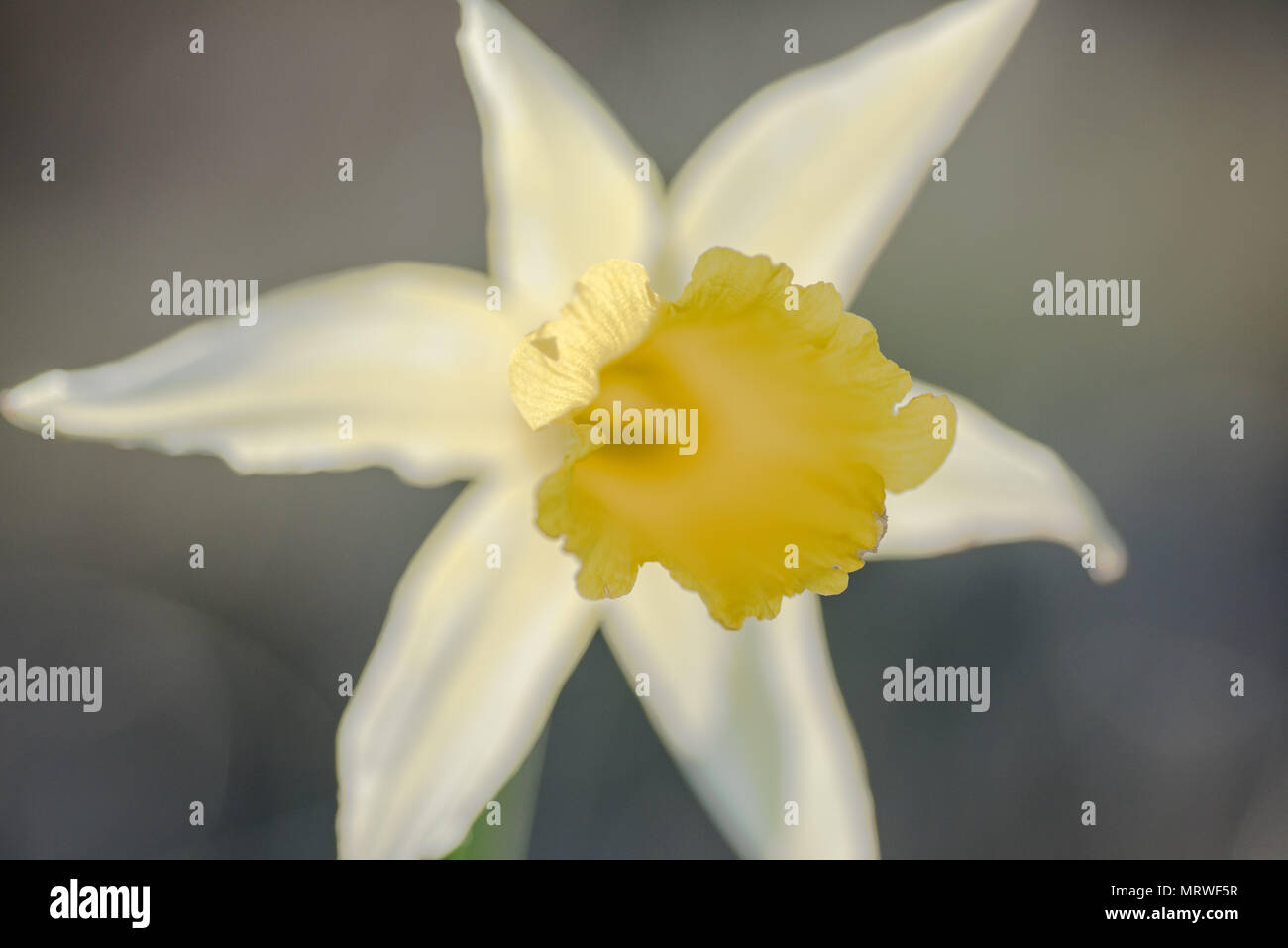 Floral Background - Daffodil Flower Isolated Stock Photo - Alamy