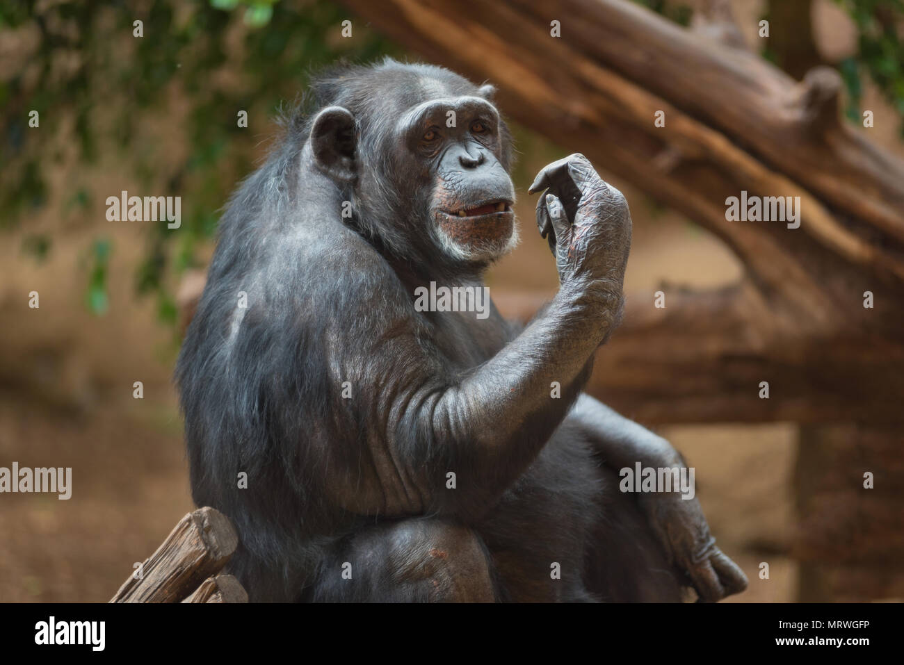 Chimpanzee portrait in natural habitat Stock Photo - Alamy