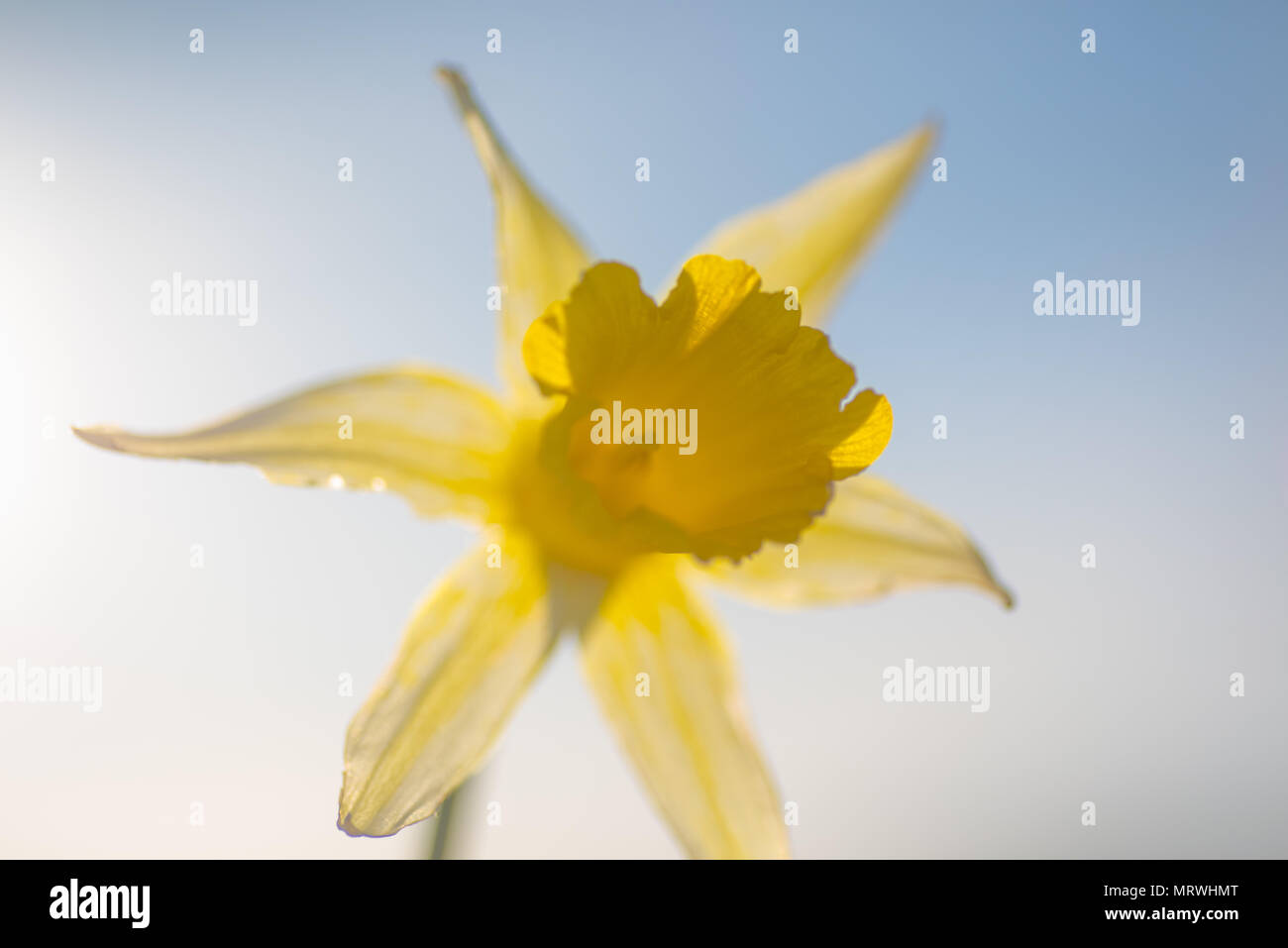Floral Background - Daffodil Flower Isolated Stock Photo - Alamy