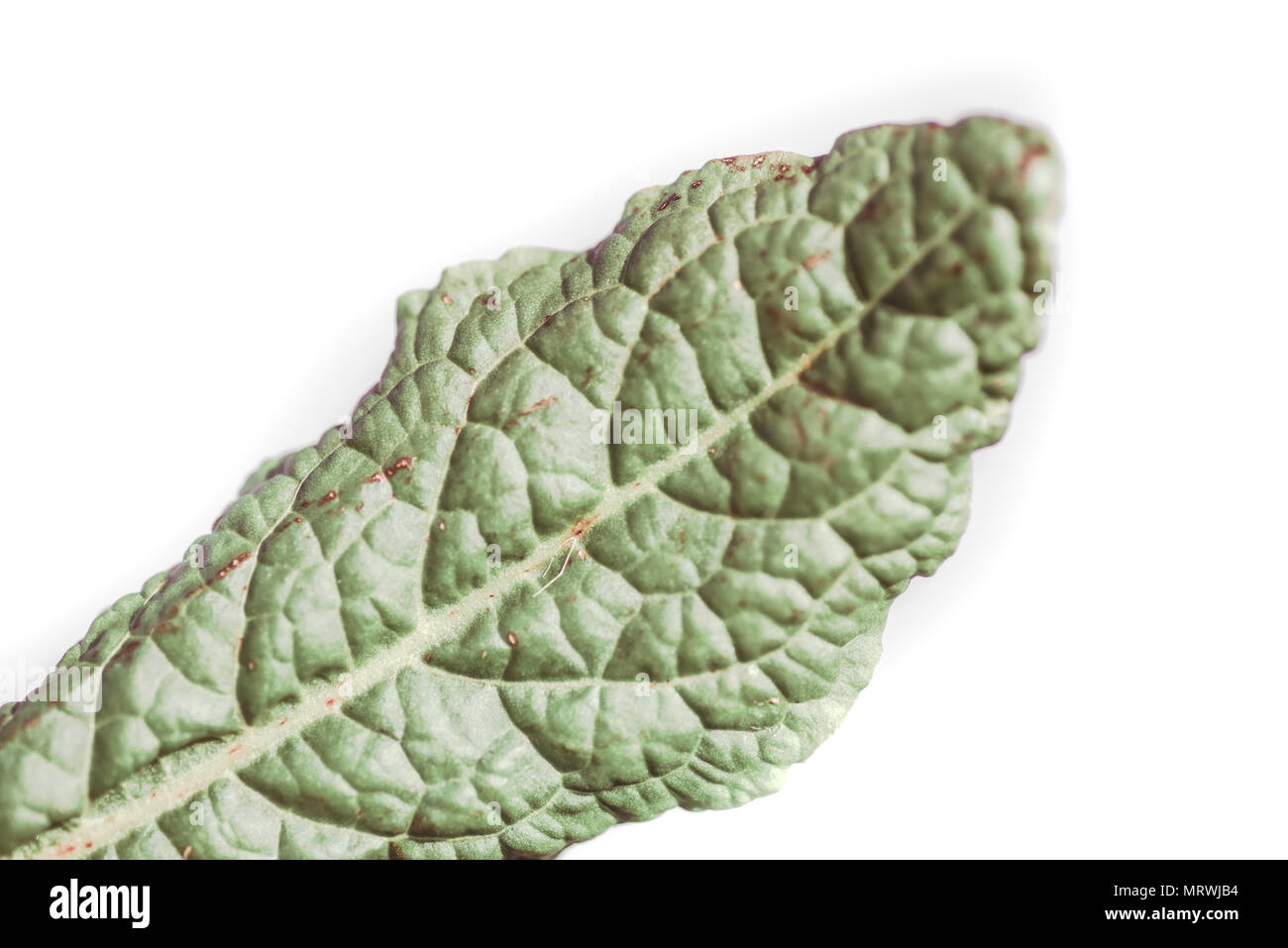 Green Leaf Capillaries Stock Photo - Alamy