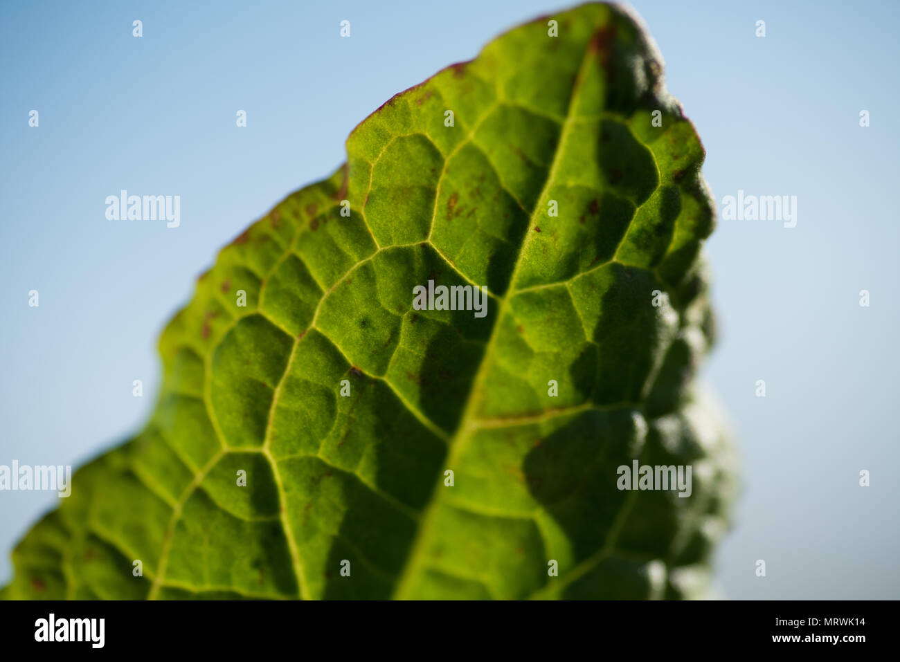 Real leaf detail vein hi-res stock photography and images - Alamy