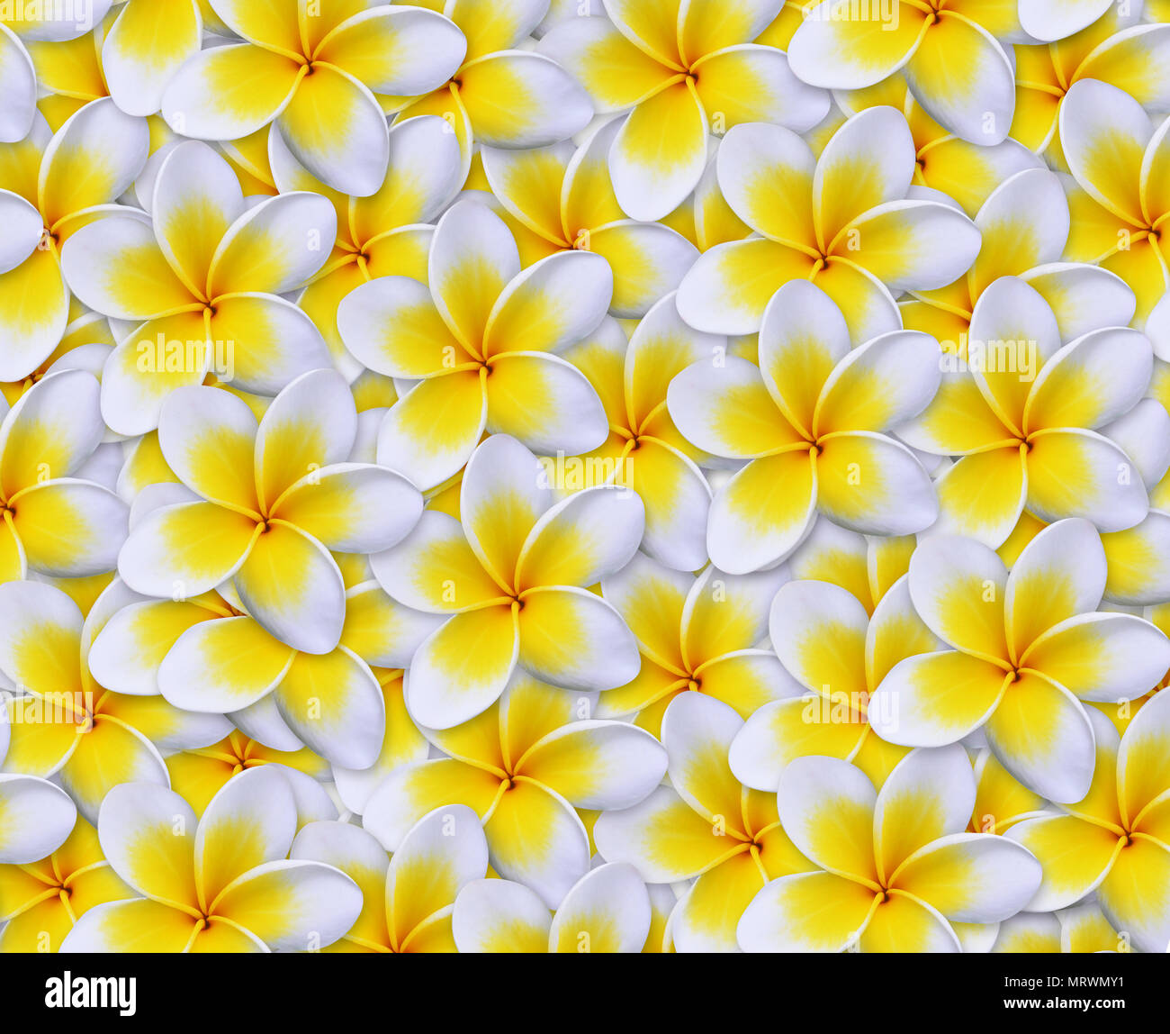 Pink frangipani border hi-res stock photography and images - Alamy